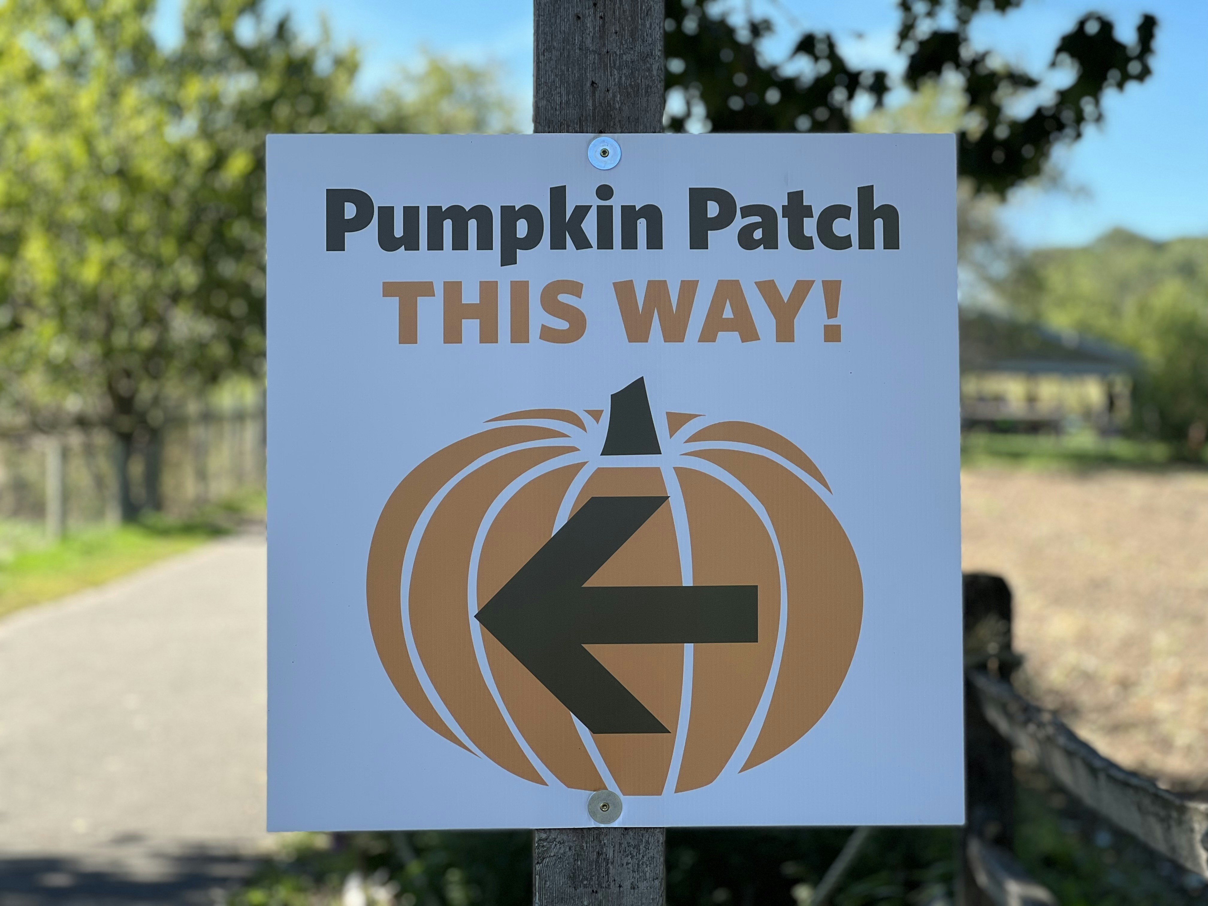 Pumpkin patch this way sign at a farm