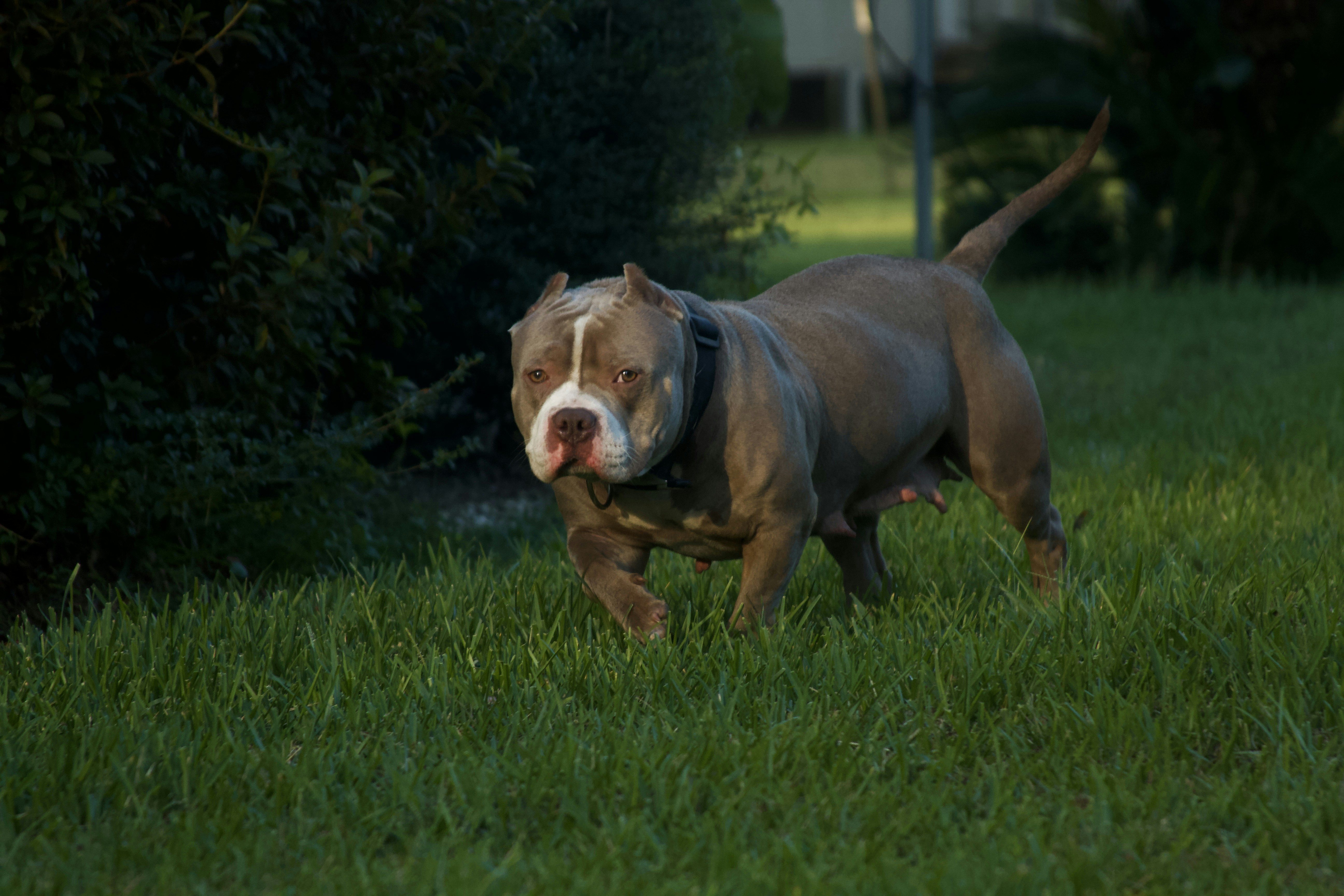 Low-Light Sprint: Brindle Pit Bull Bounds Across the Yard at Dusk