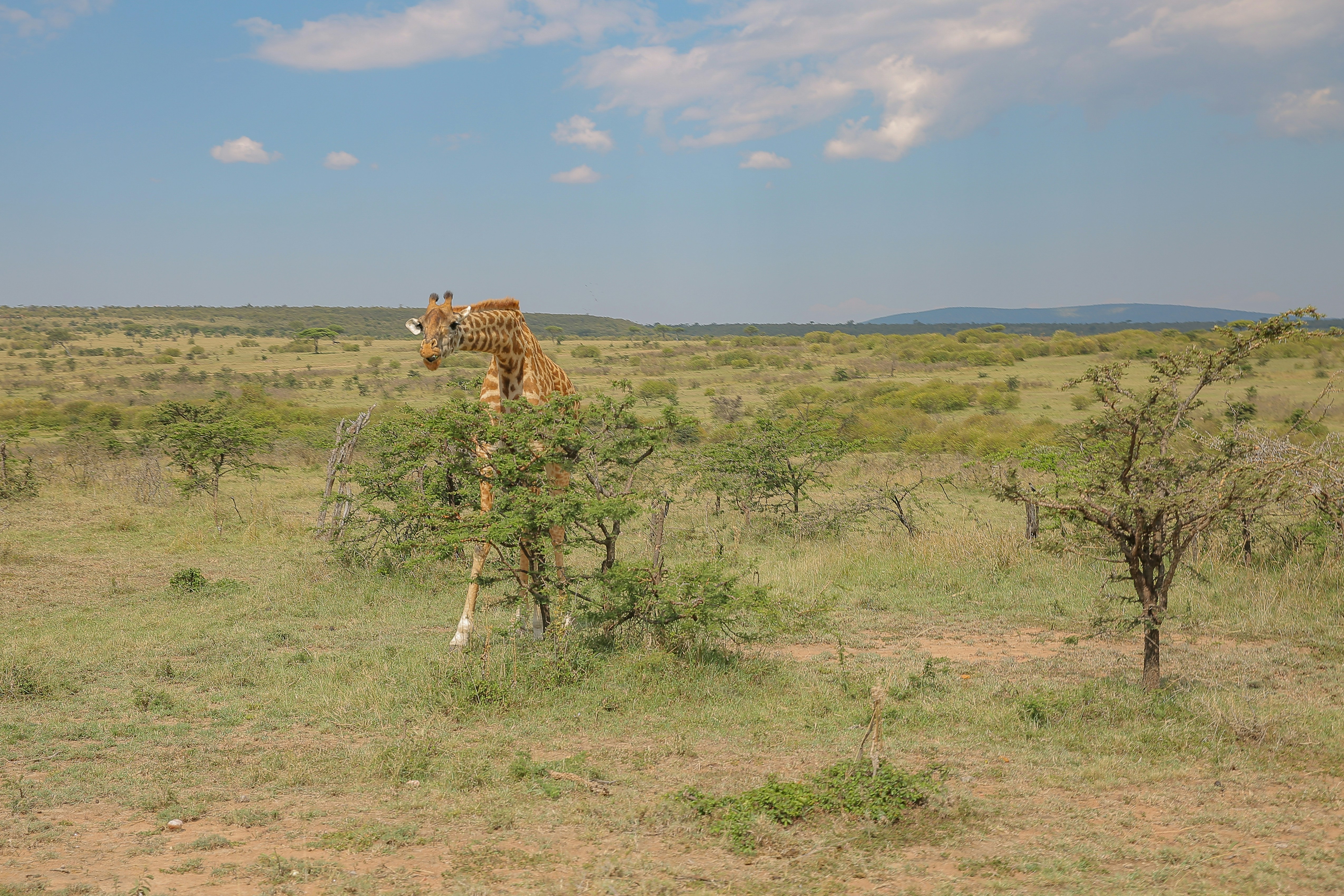 Giraffe Emerges from Sparse Scrub Across a Wide African Savanna