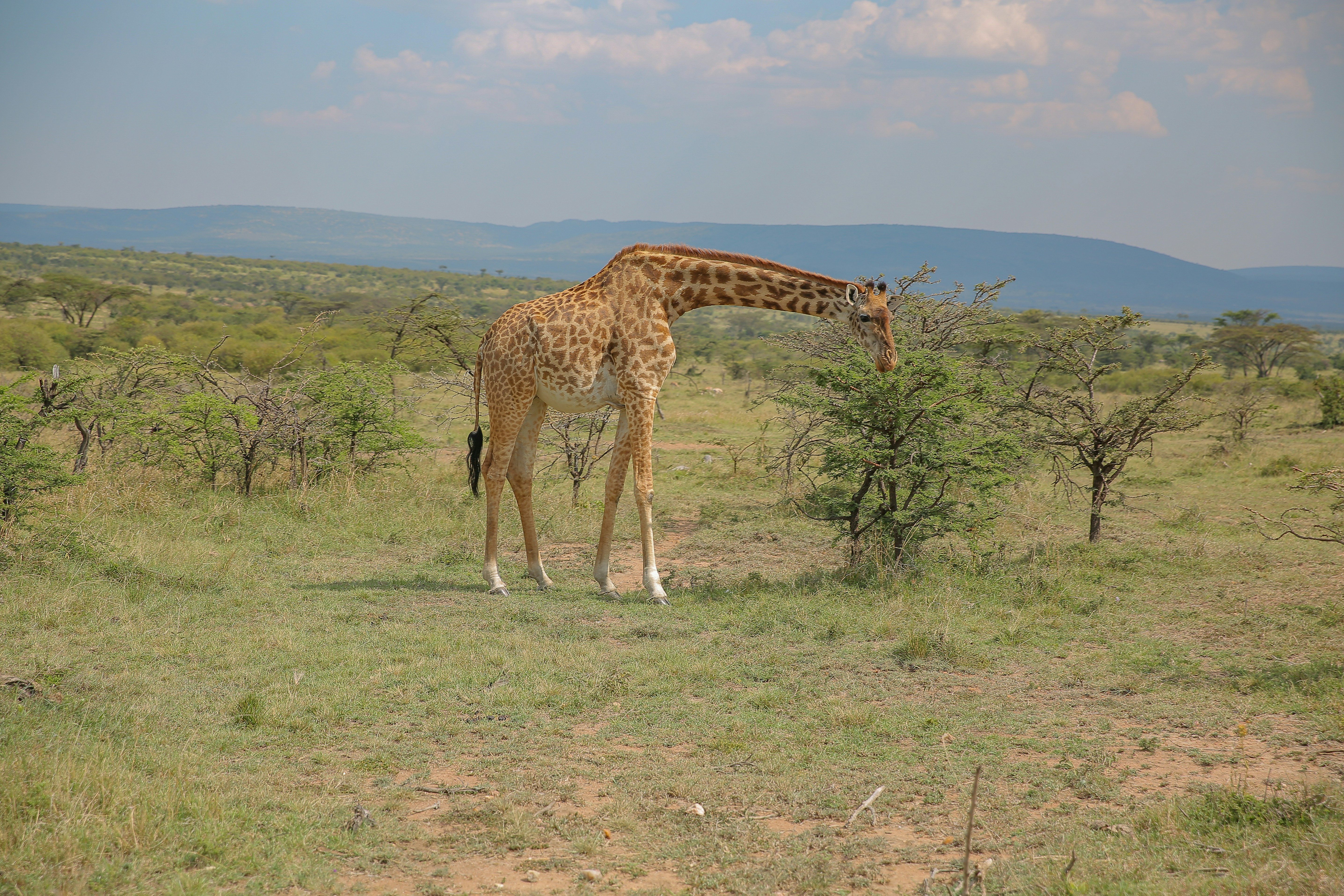 Giraffe Sentinel: A Pause in the Grasslands
