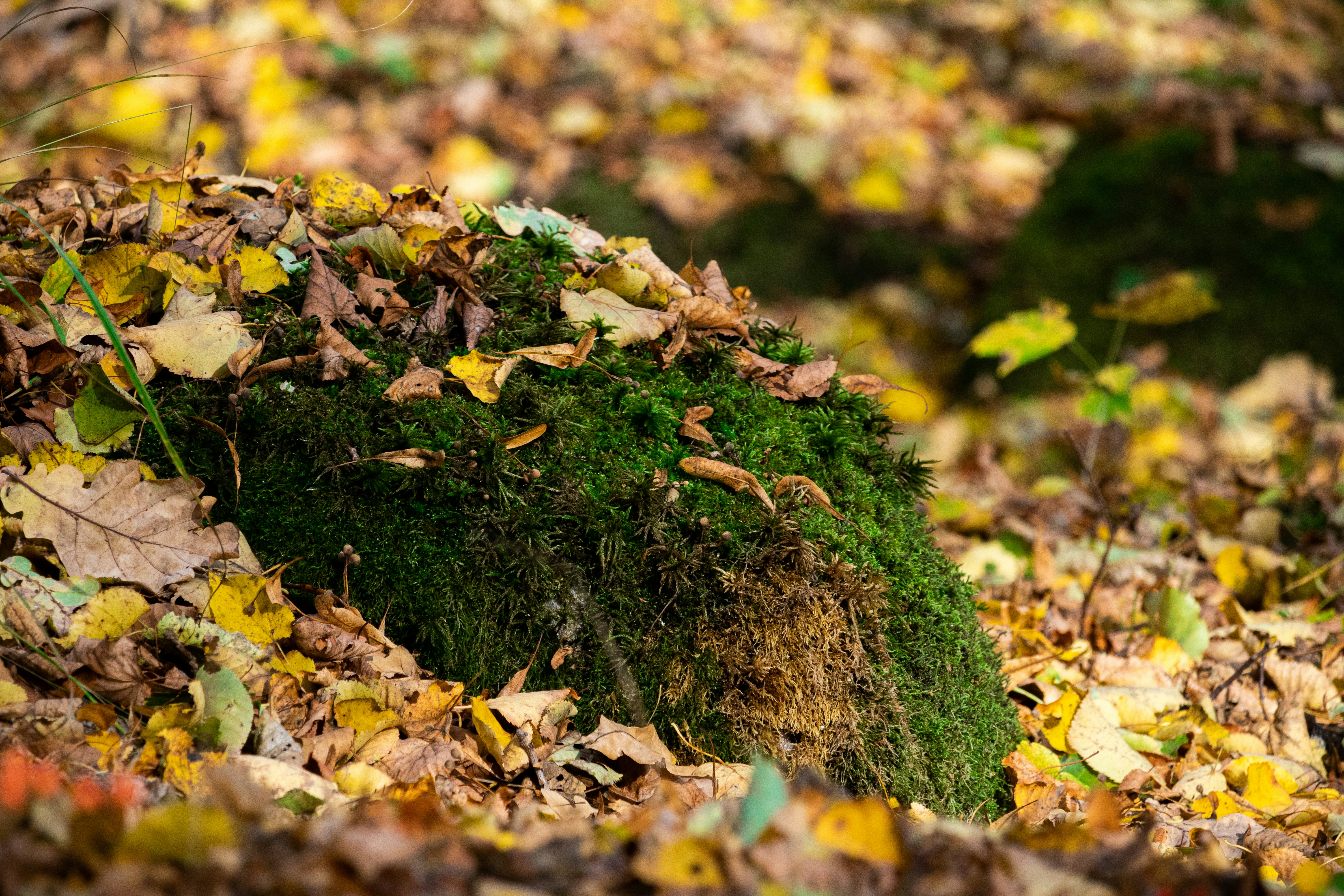 a mossy tree trunk with many leaves on it
