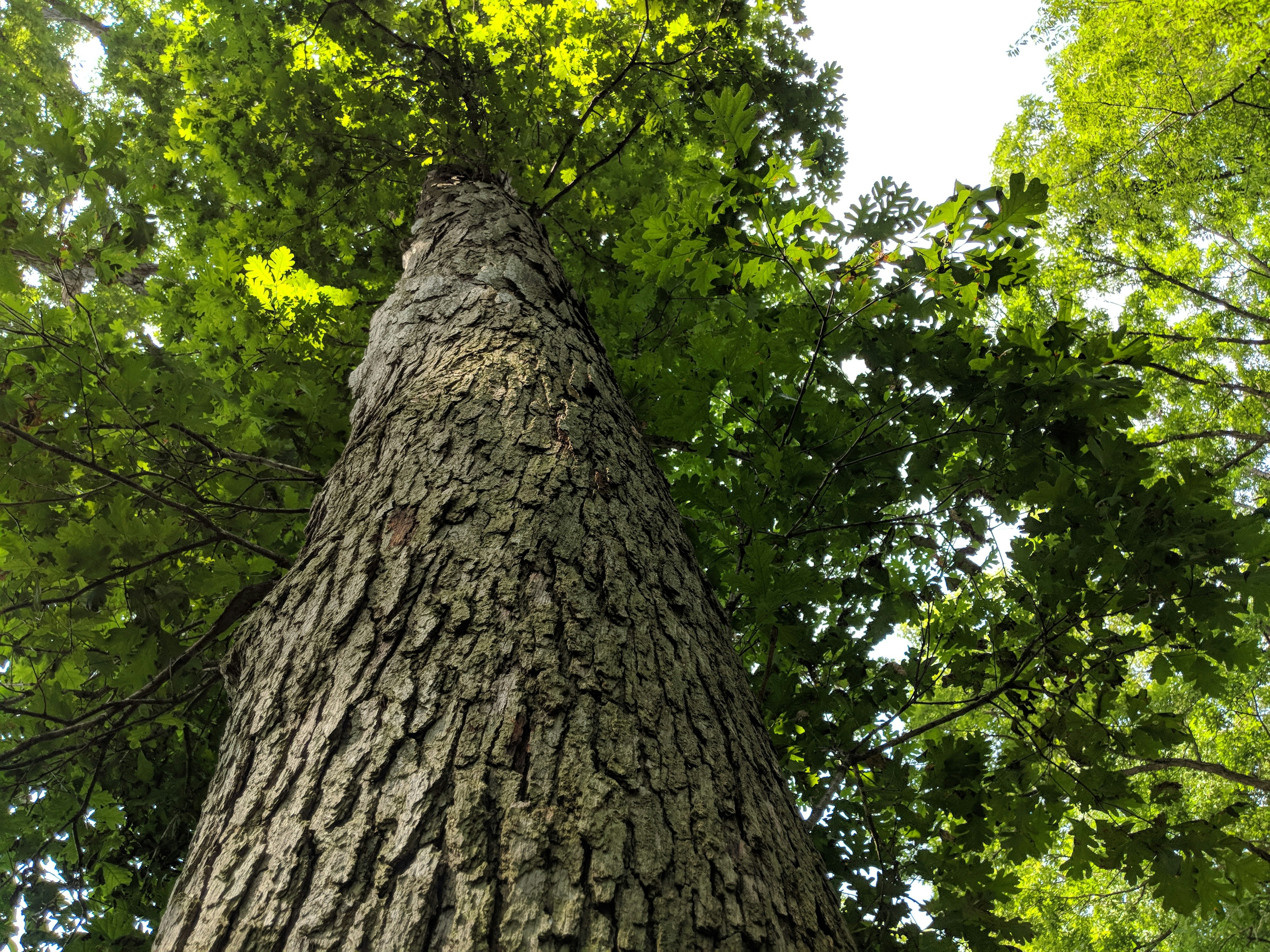 Un tronc d’arbre avec de nombreuses branches photo – Photo Vista in ...