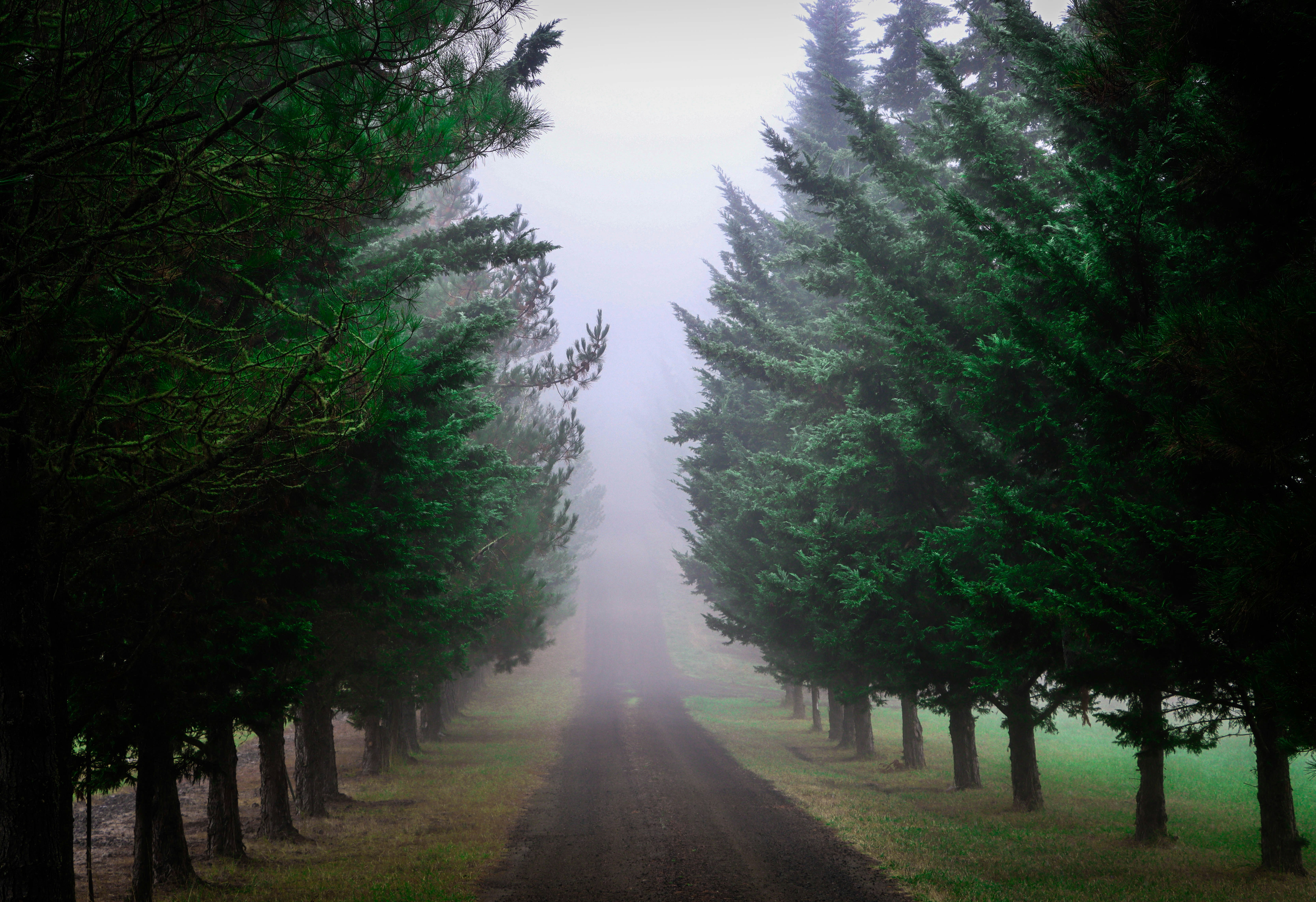 Mist-Filled Avenue: Converging Pines in a Quiet Dawn
