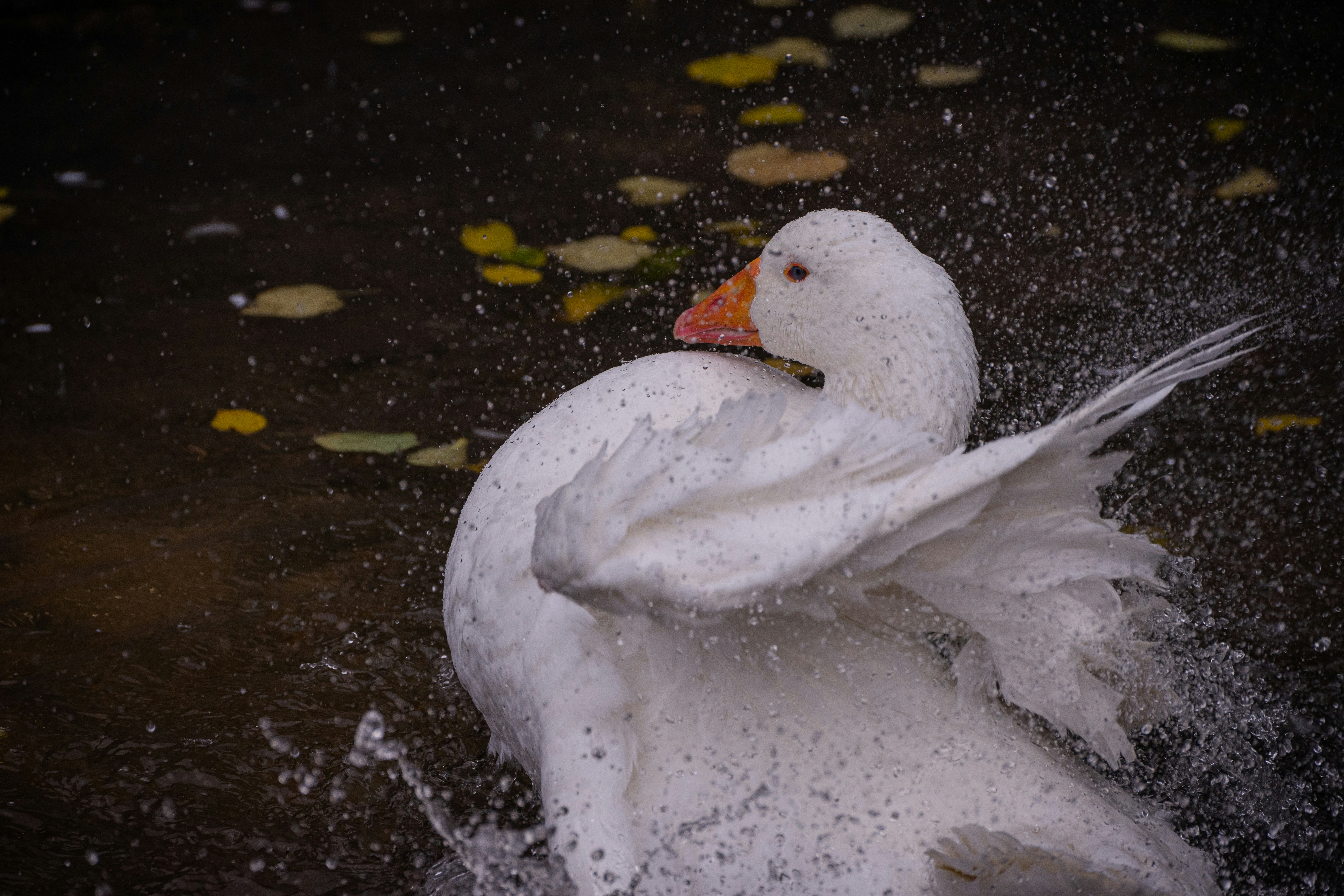 White Duck in a Burst of Mist: A Moment of Fluid Motion