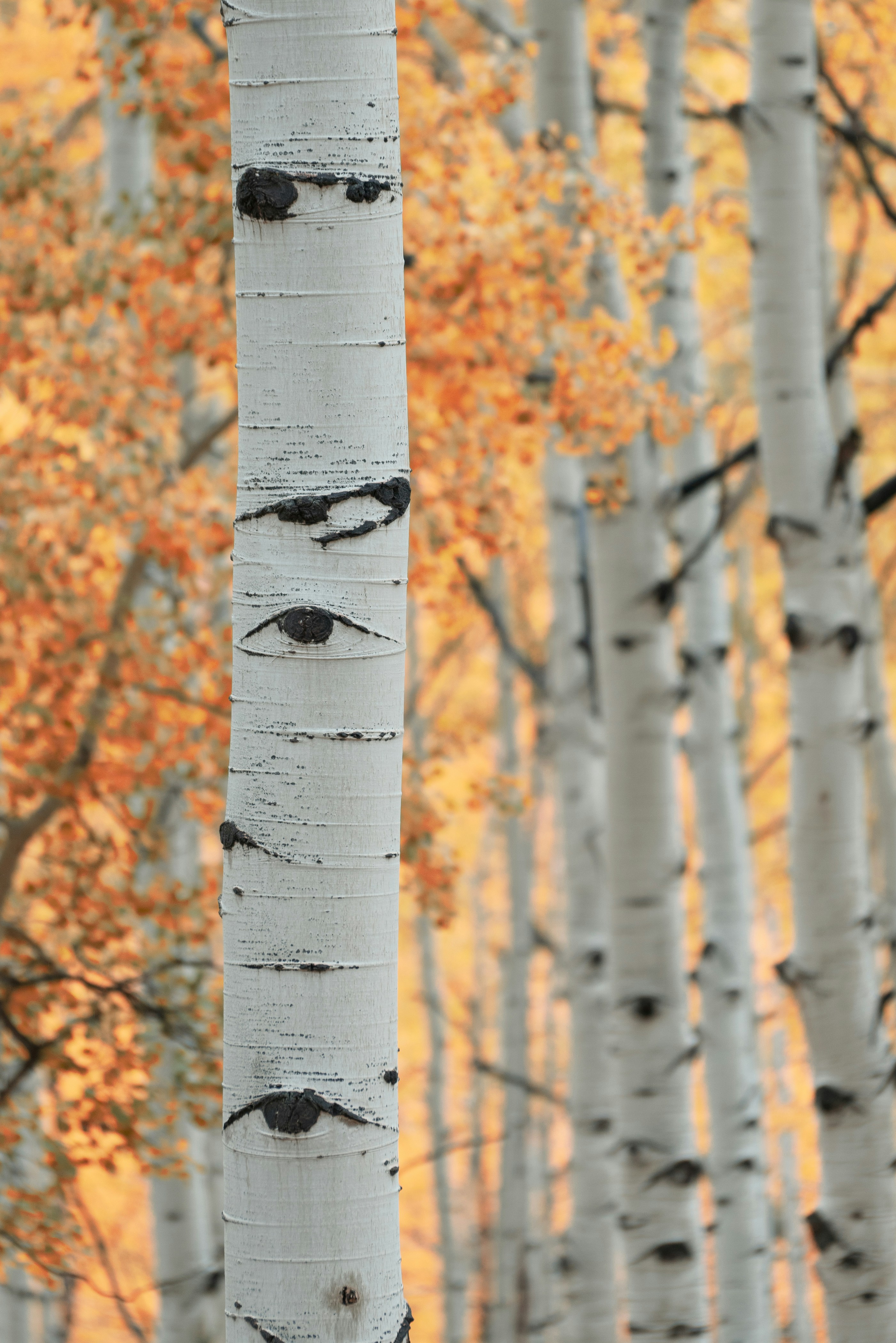 Whispers of Autumn: The Birch Chronicles