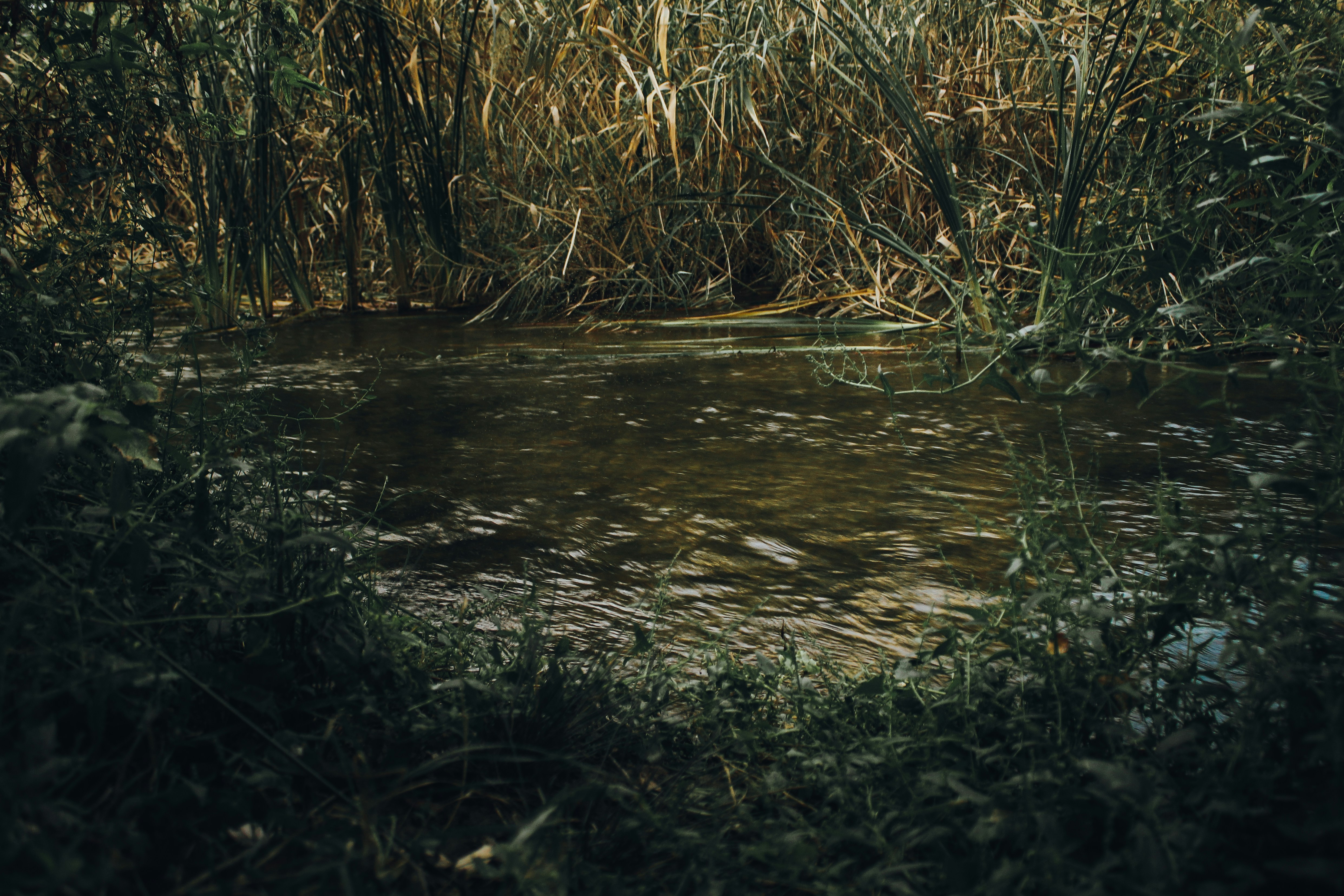 Overgrown reeds surround a tranquil pond under soft, dappled light.