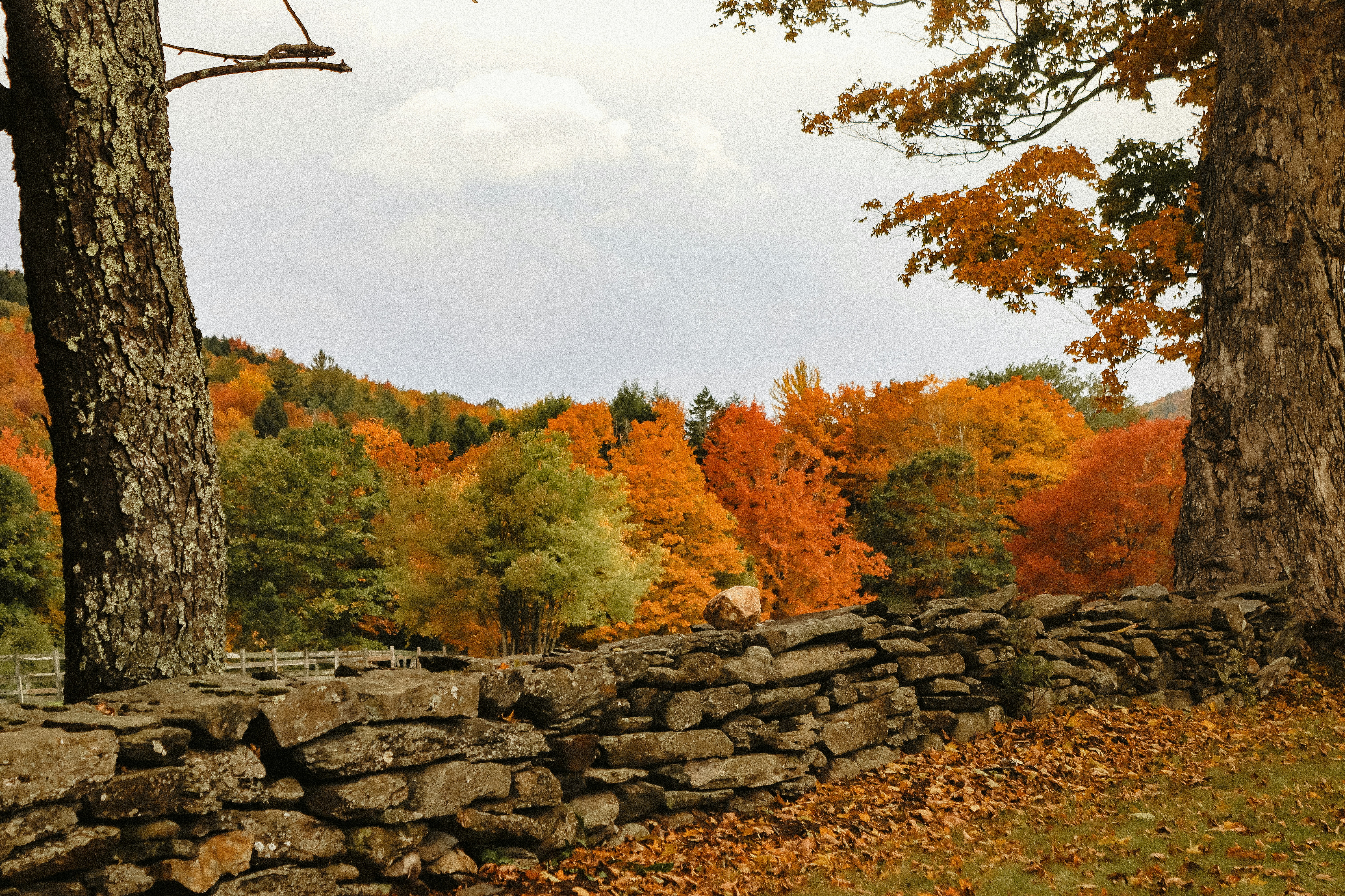 Autumn's Embrace: A Tapestry of Color