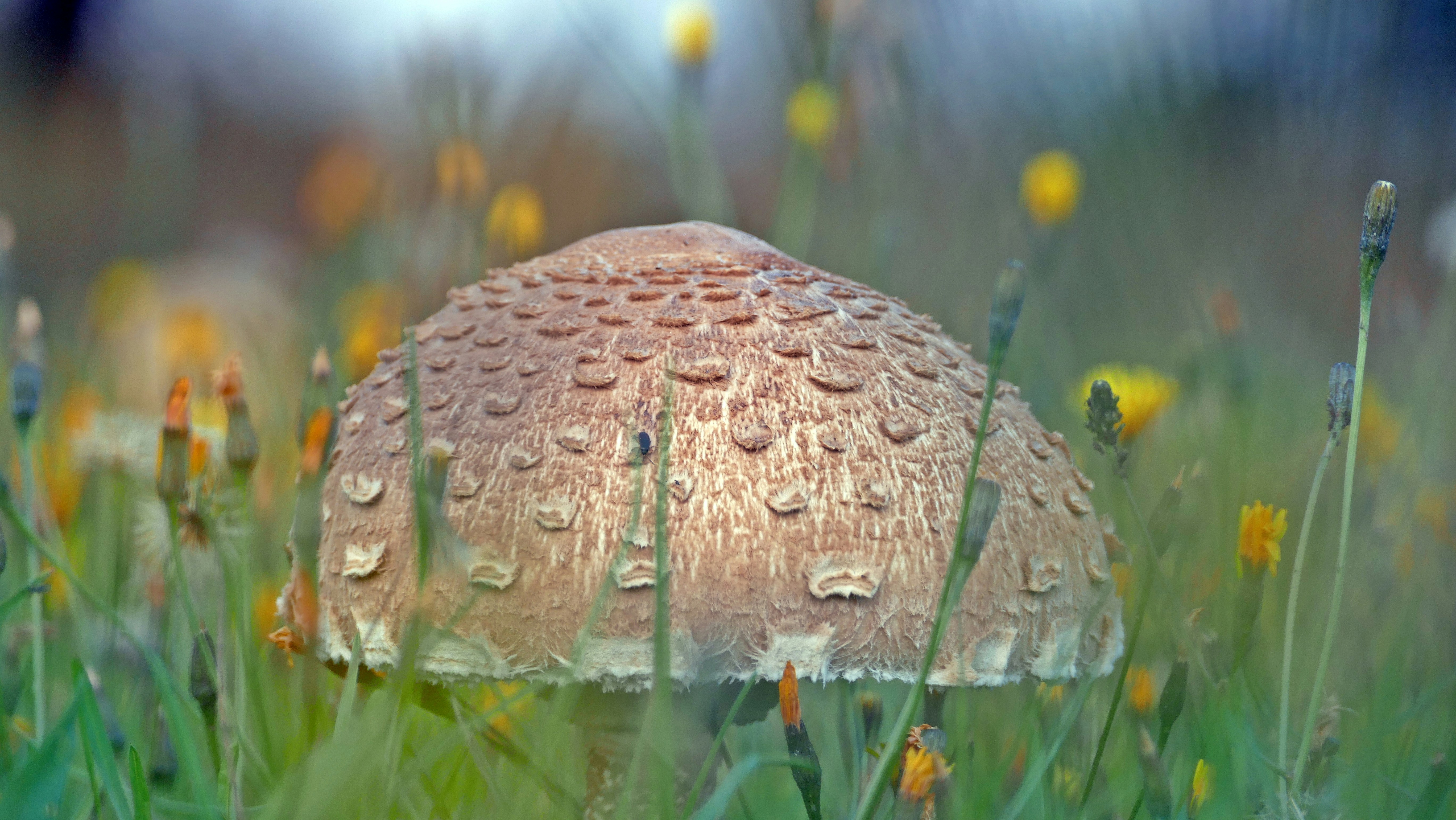 Dew-Kissed Cap in a Meadow of Quiet Light