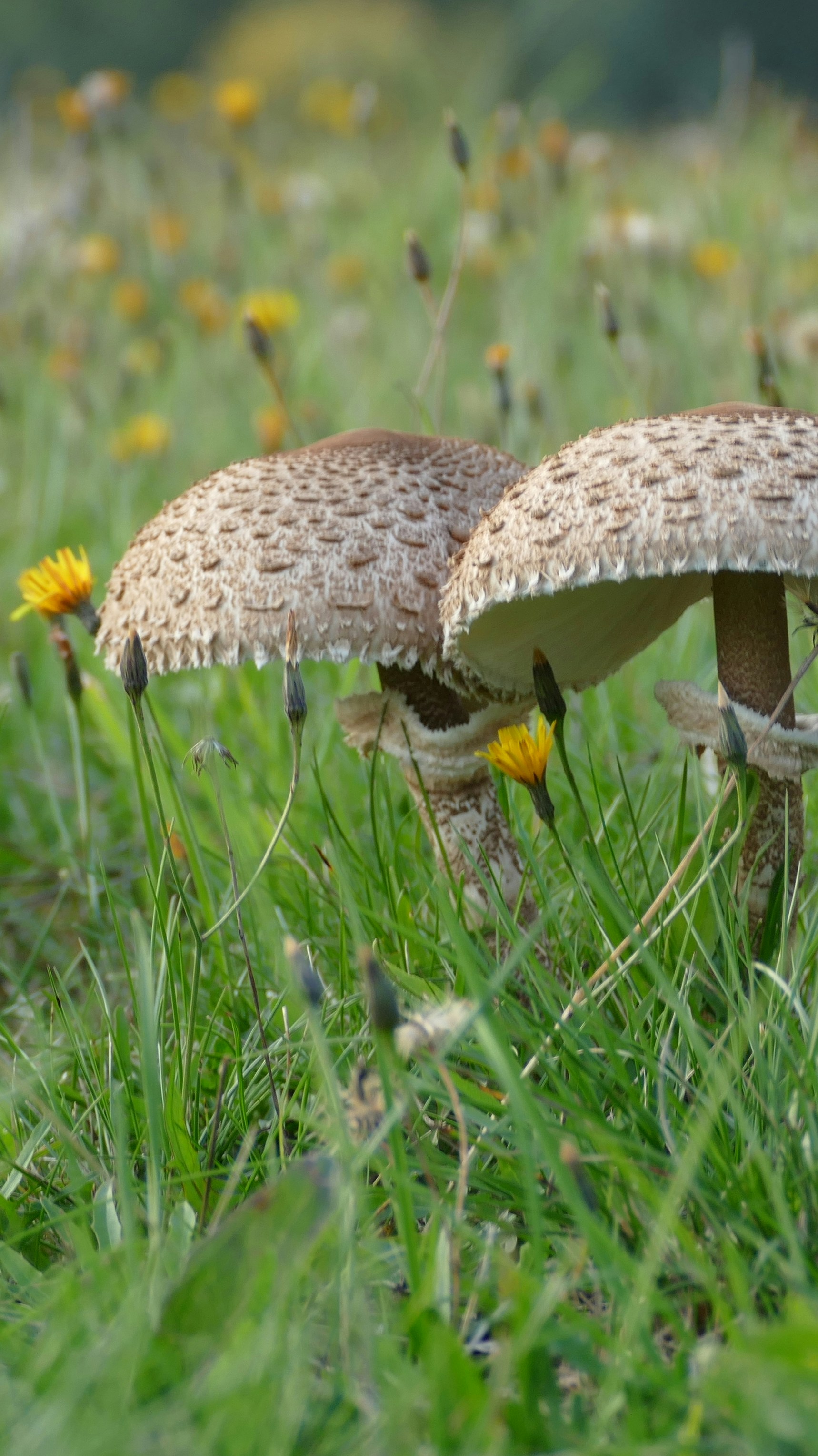 Twin textured mushrooms guard a sunlit meadow