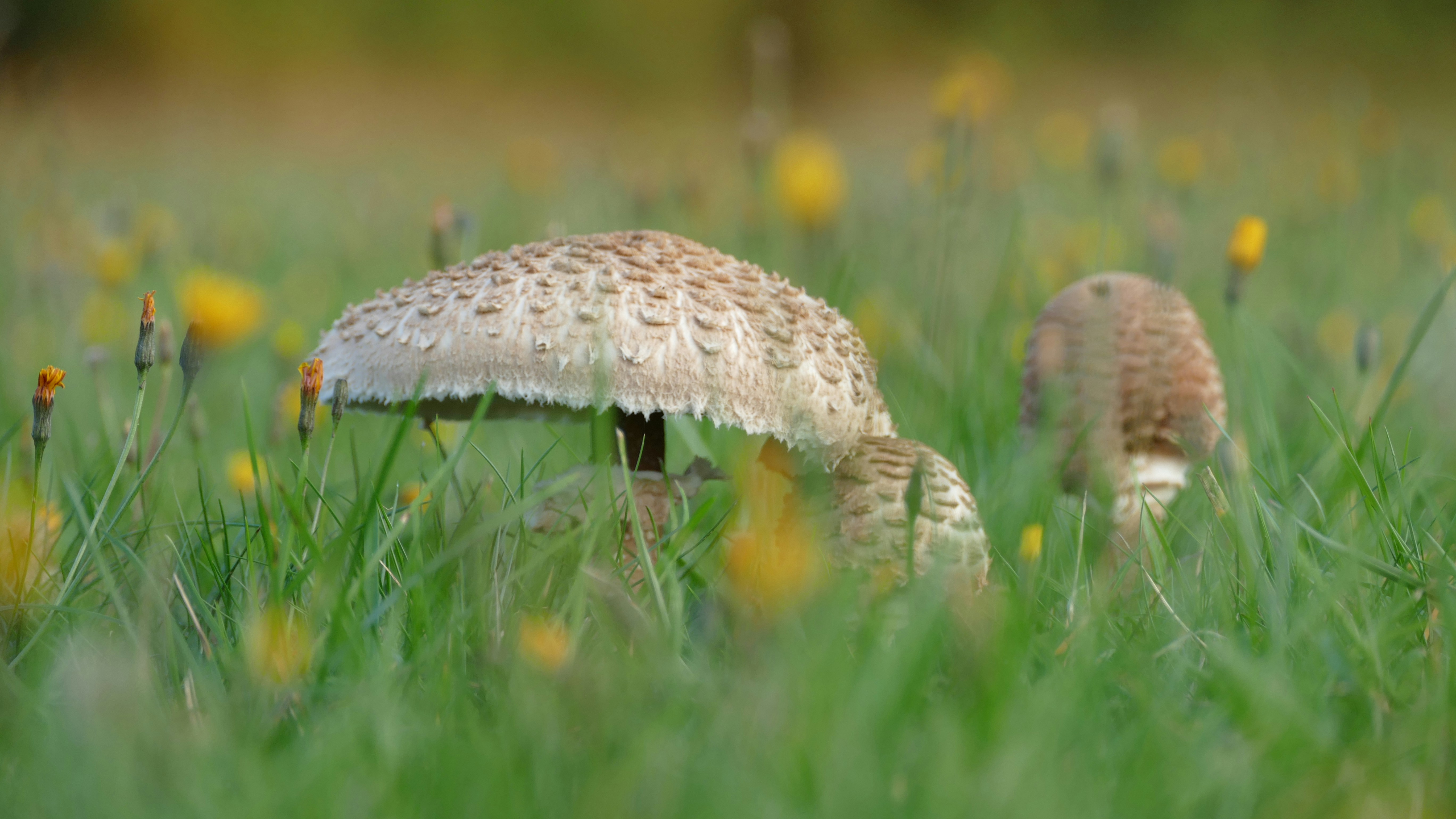 Shaggy Parasol Mushrooms Crown a Quiet Meadow