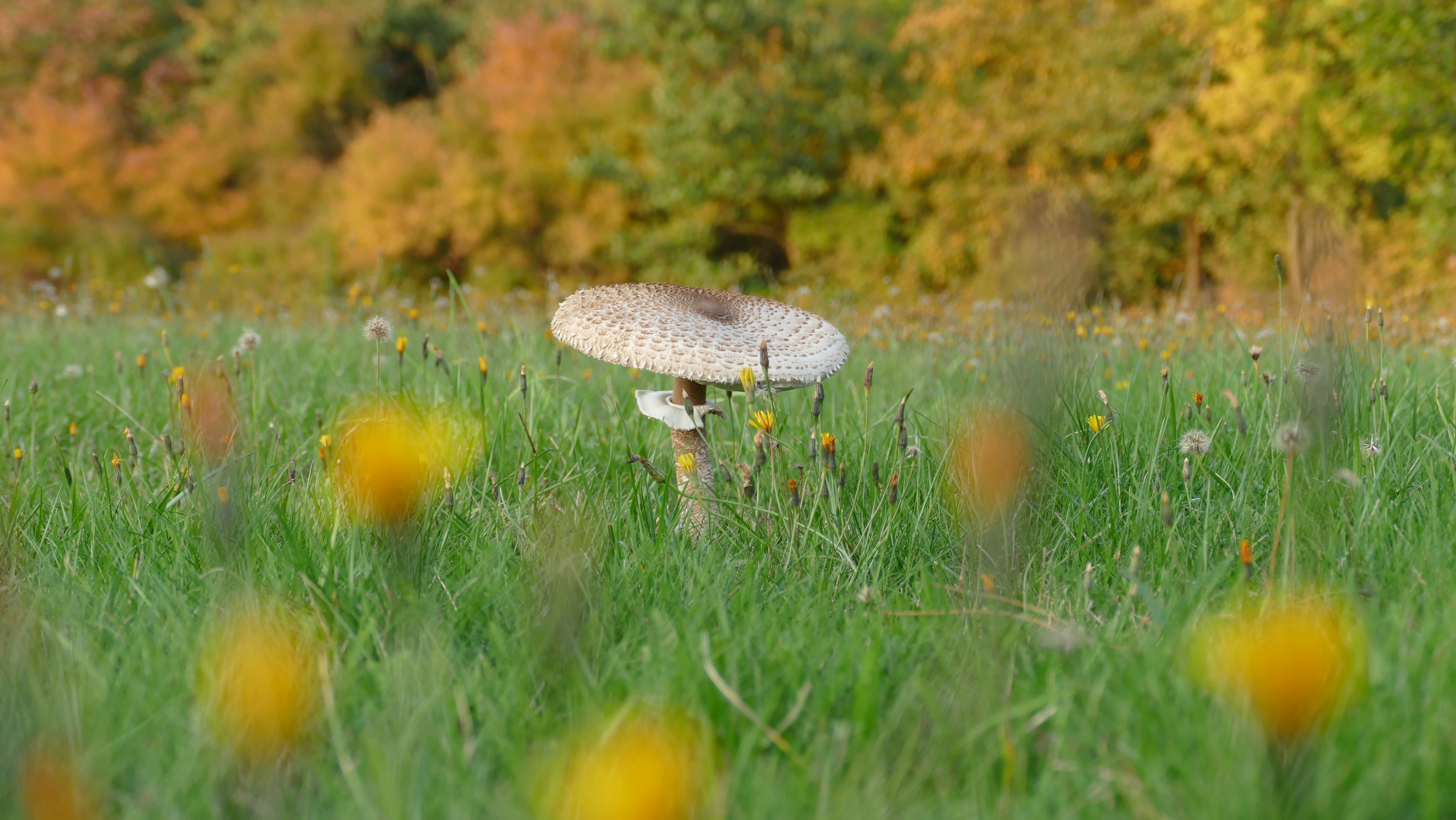Lone Parasol in Autumn Gold