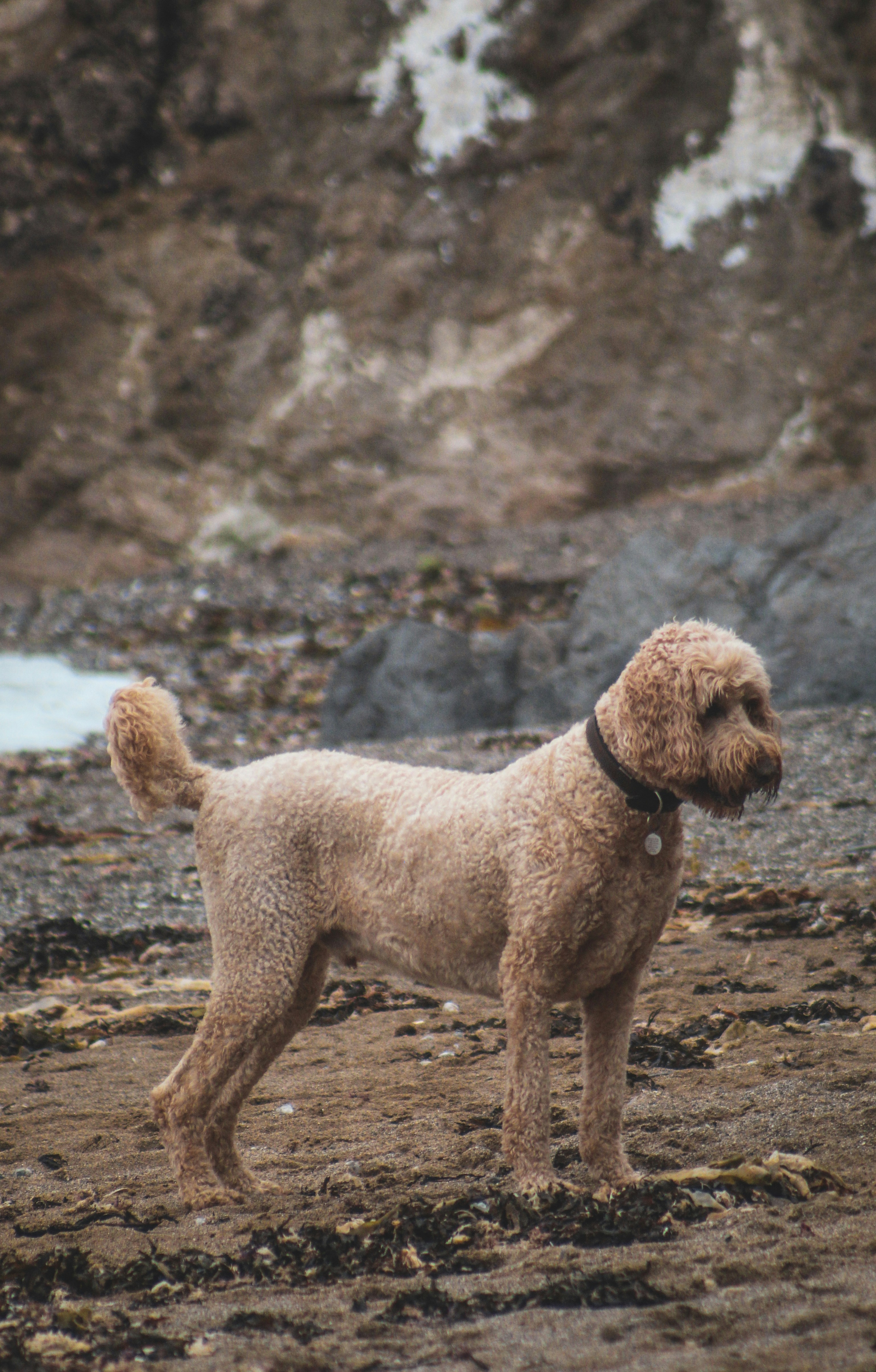 Beige Labradoodle Standing vigilant on a rocky shoreline