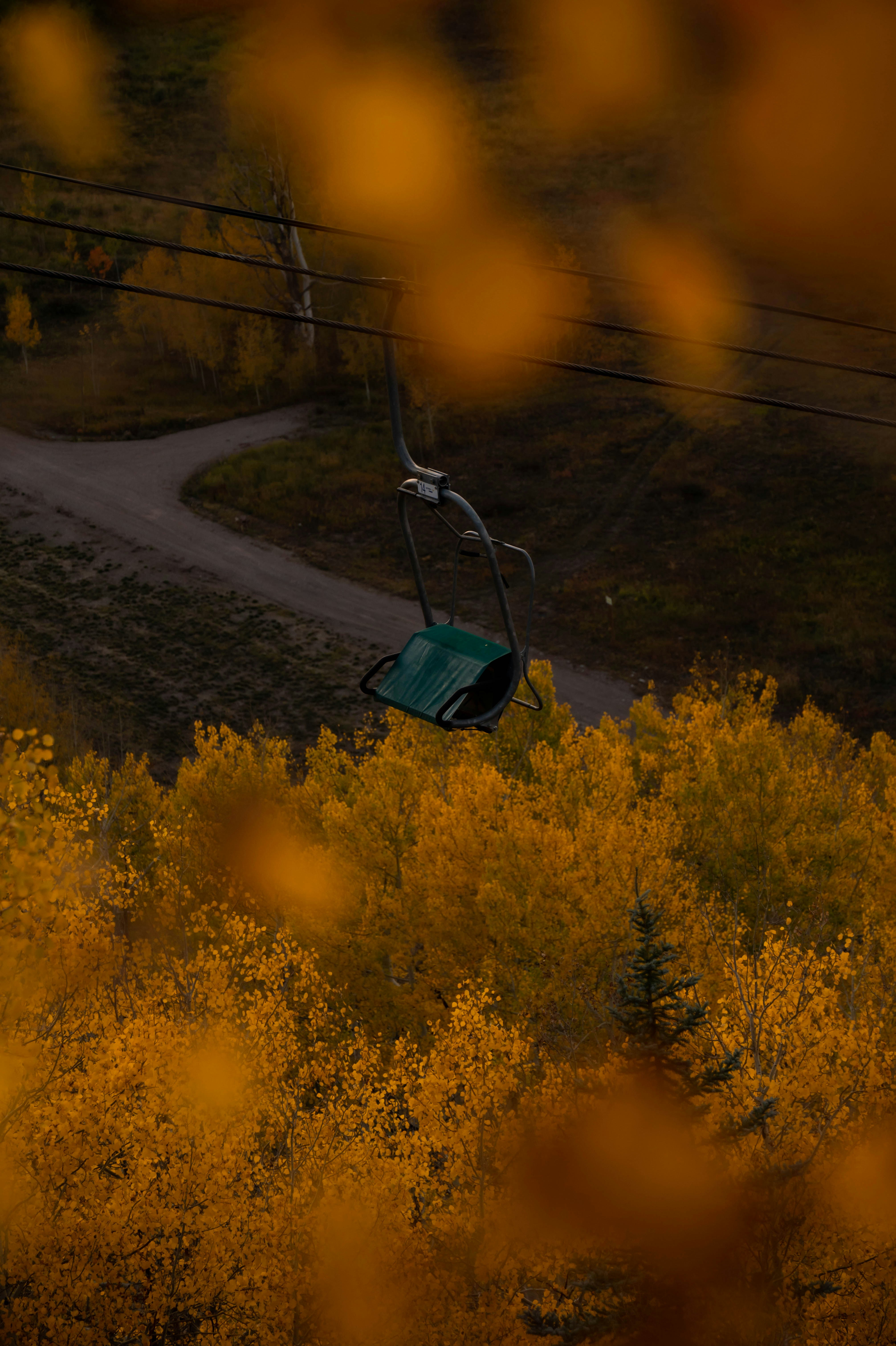 Amber Lift Across the Golden Canopy