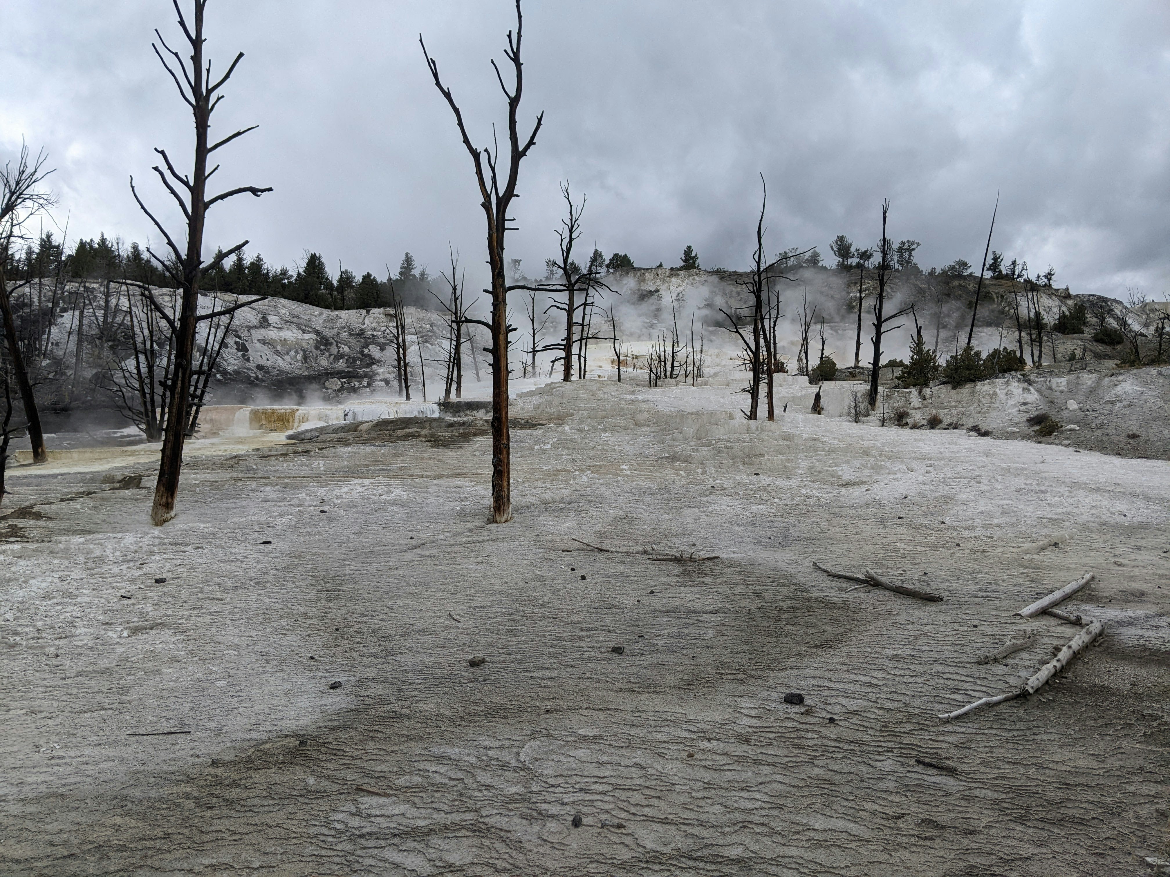 Charred Sentinels on a Steam-Warmed Geothermal Plain