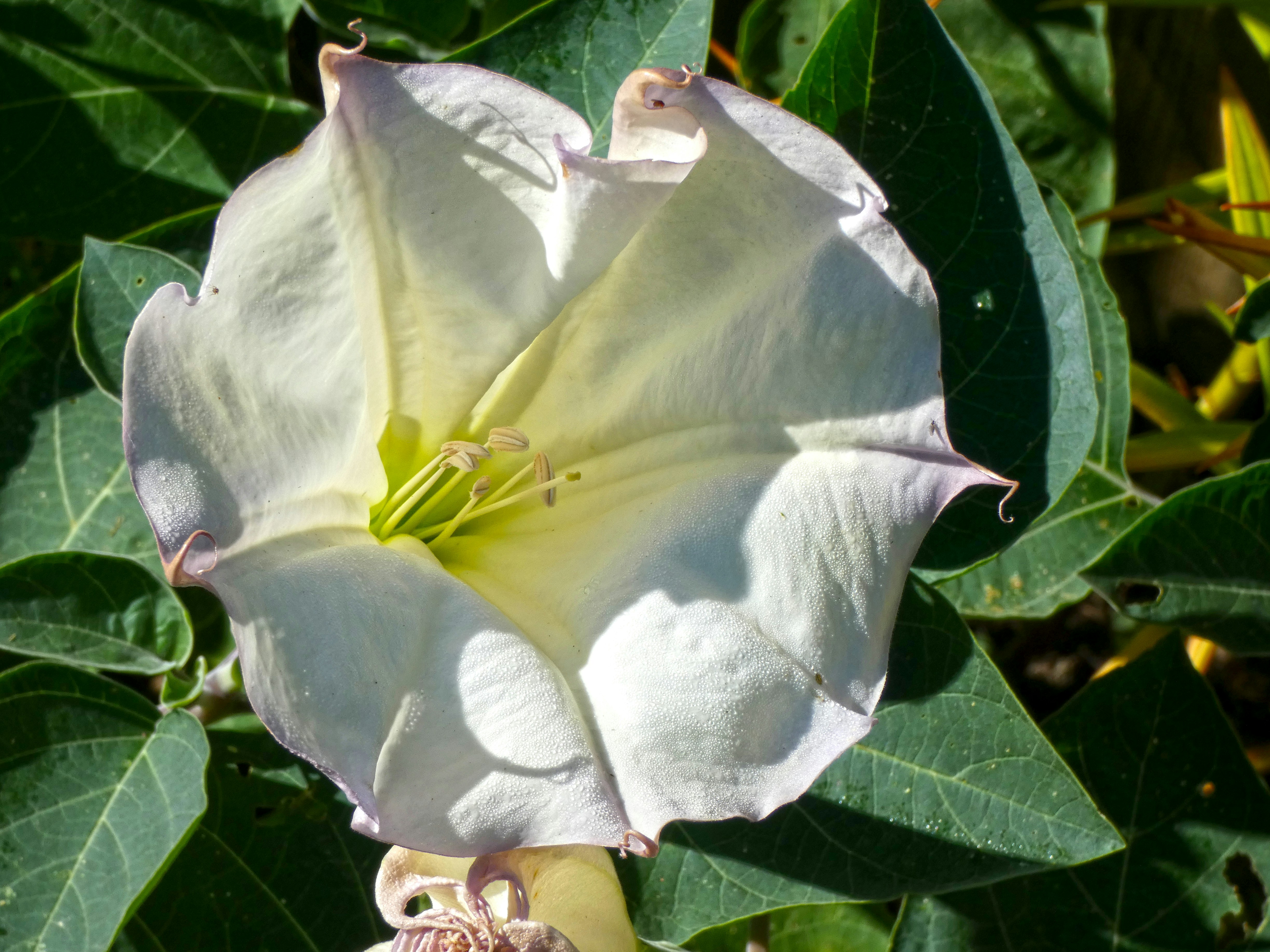 A large, white flower fully blooming amidst vibrant green leaves, showcasing intricate details and textures. The sunlight highlights its delicate structure.