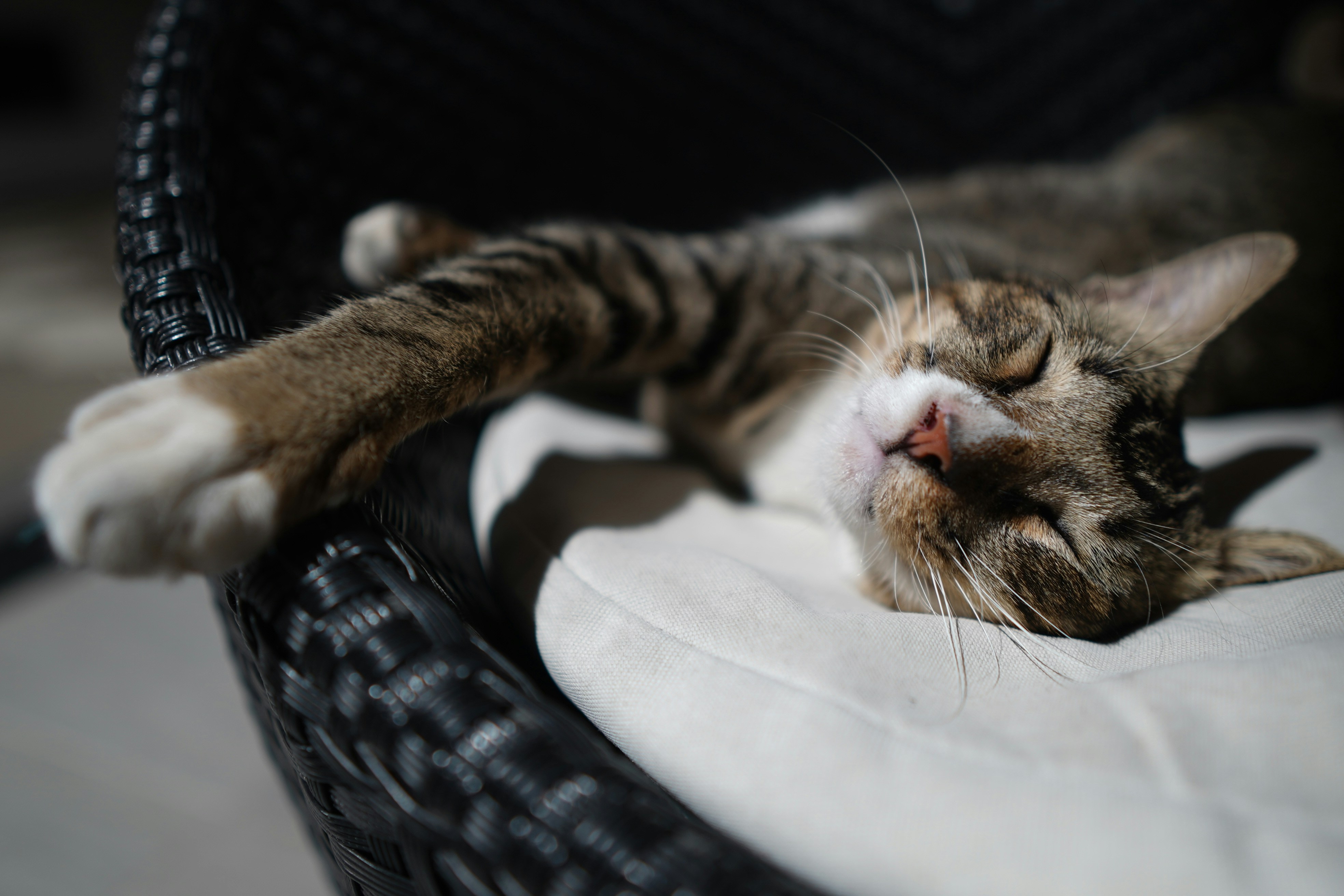 Tabby cat peacefully napping on a plush cushion, basking in soft natural light.