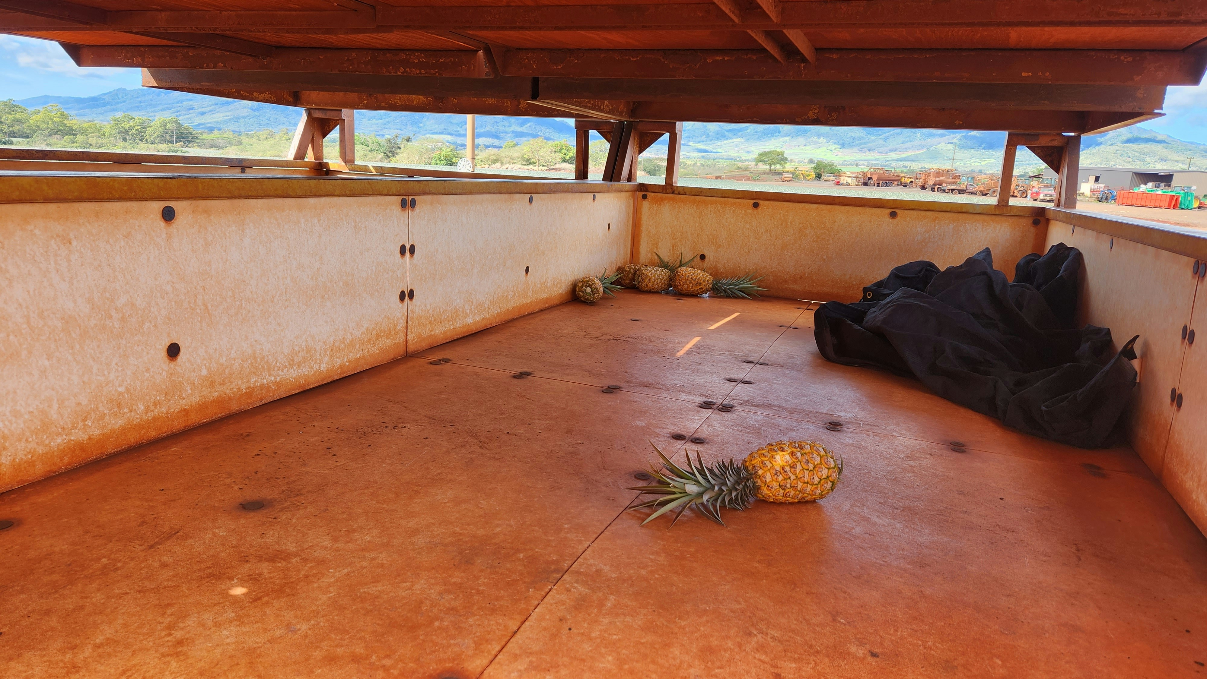Deserted Truck Bed: Pineapple and Crowned Orange Remnants in the Sunlit Cargo Bay