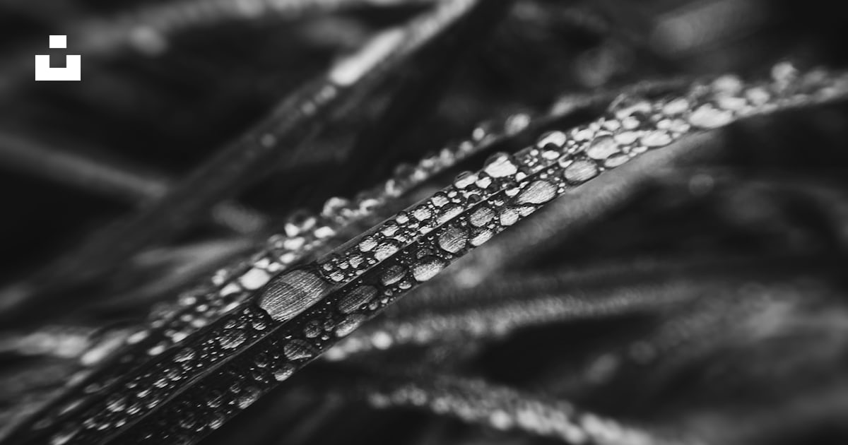 Um Close Up De Uma Foto Em Preto E Branco De Uma Imagem Em Preto E