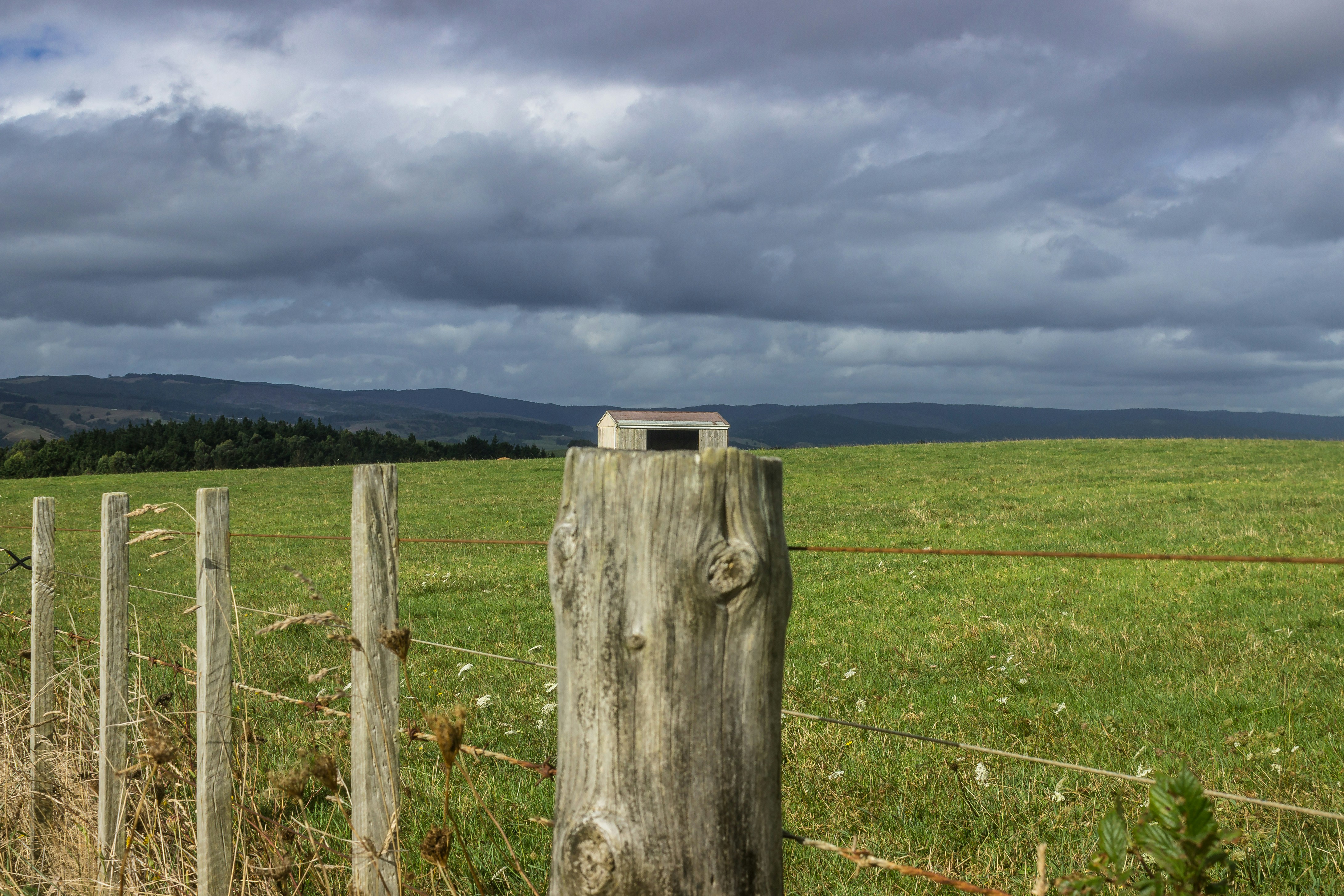 Sentinel Post at the Edge of a Quiet Meadow Under Cloudy Skies