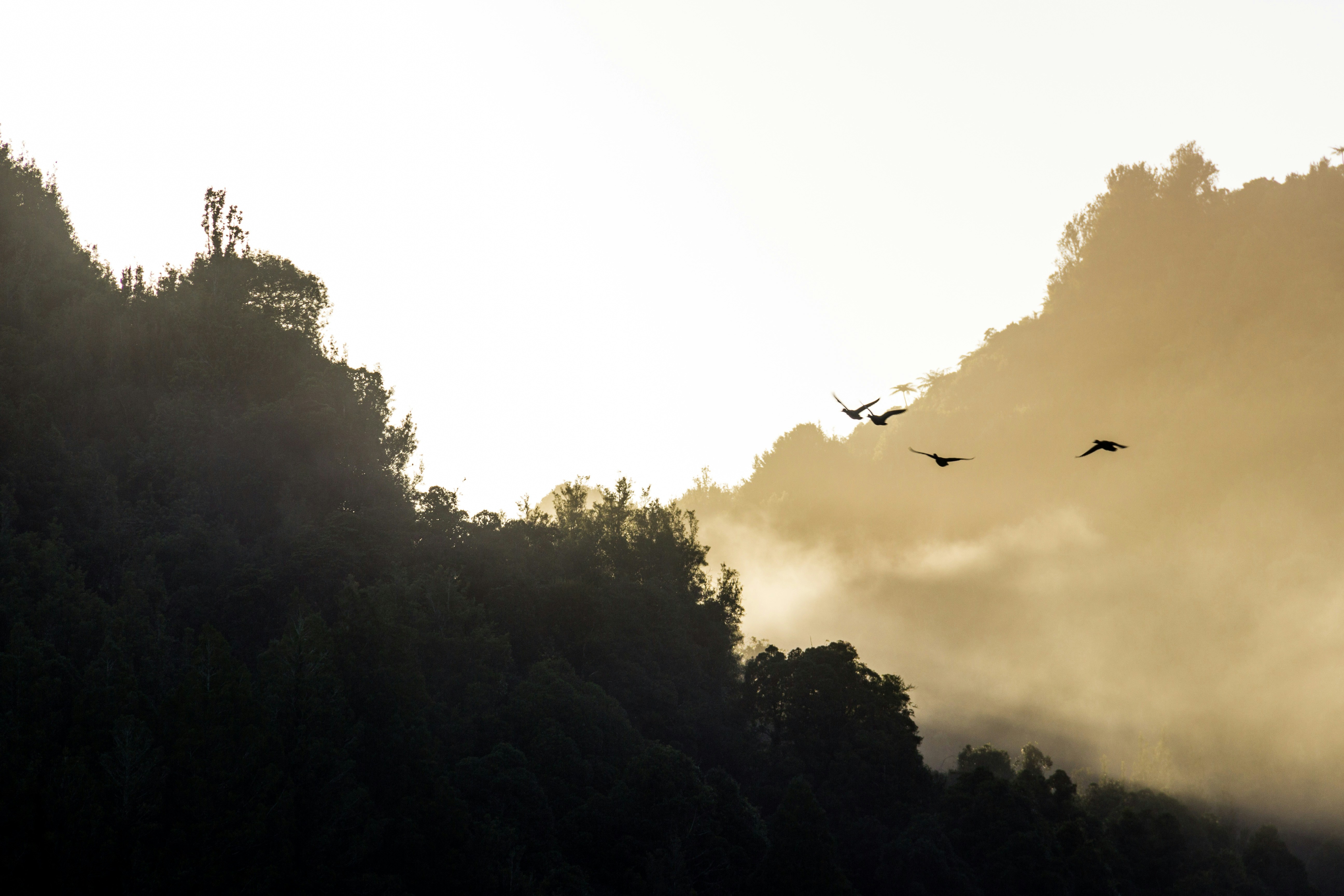 Silhouetted birds soar above mist-laden forested hills under a bright sky.