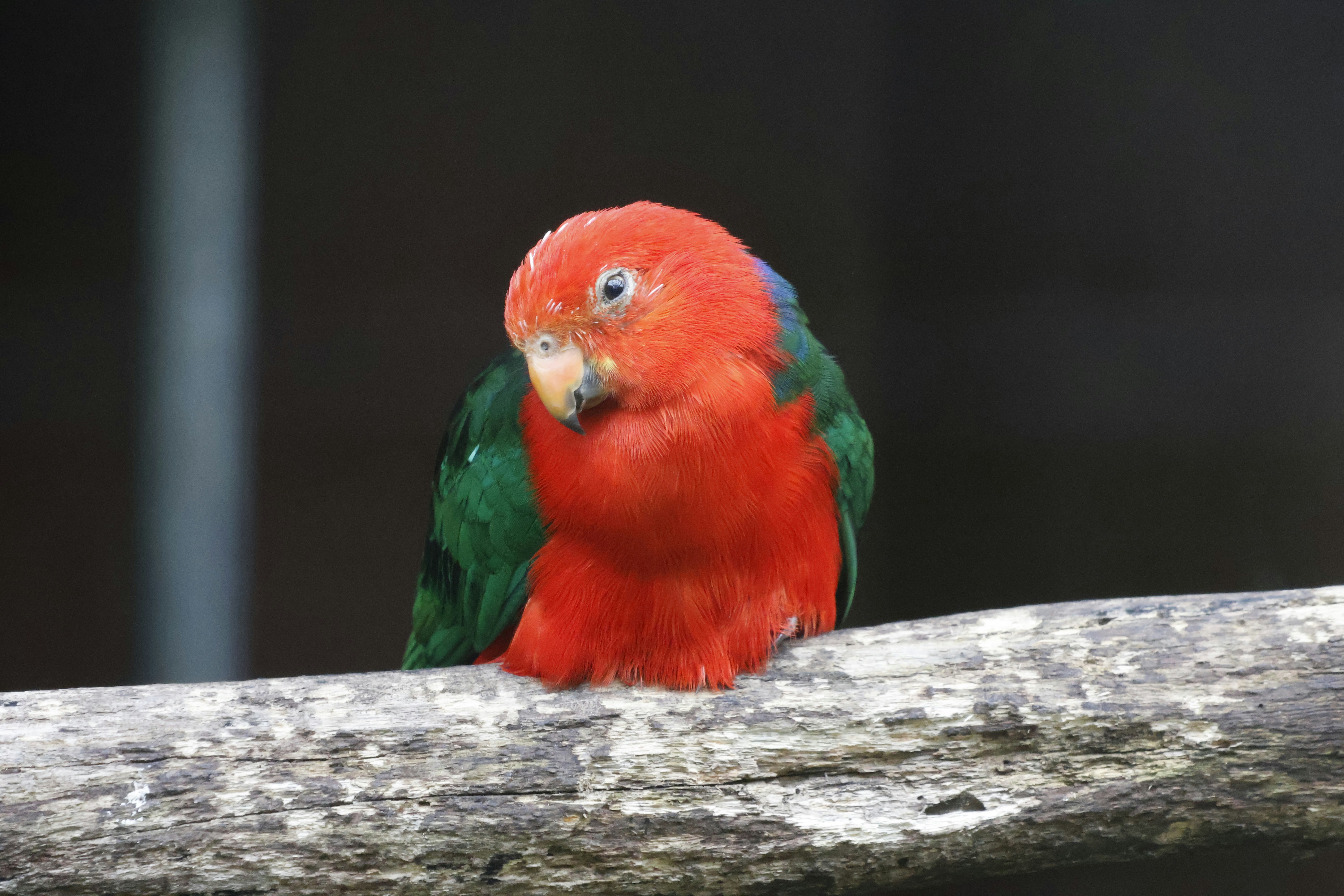 Australian King Parrot