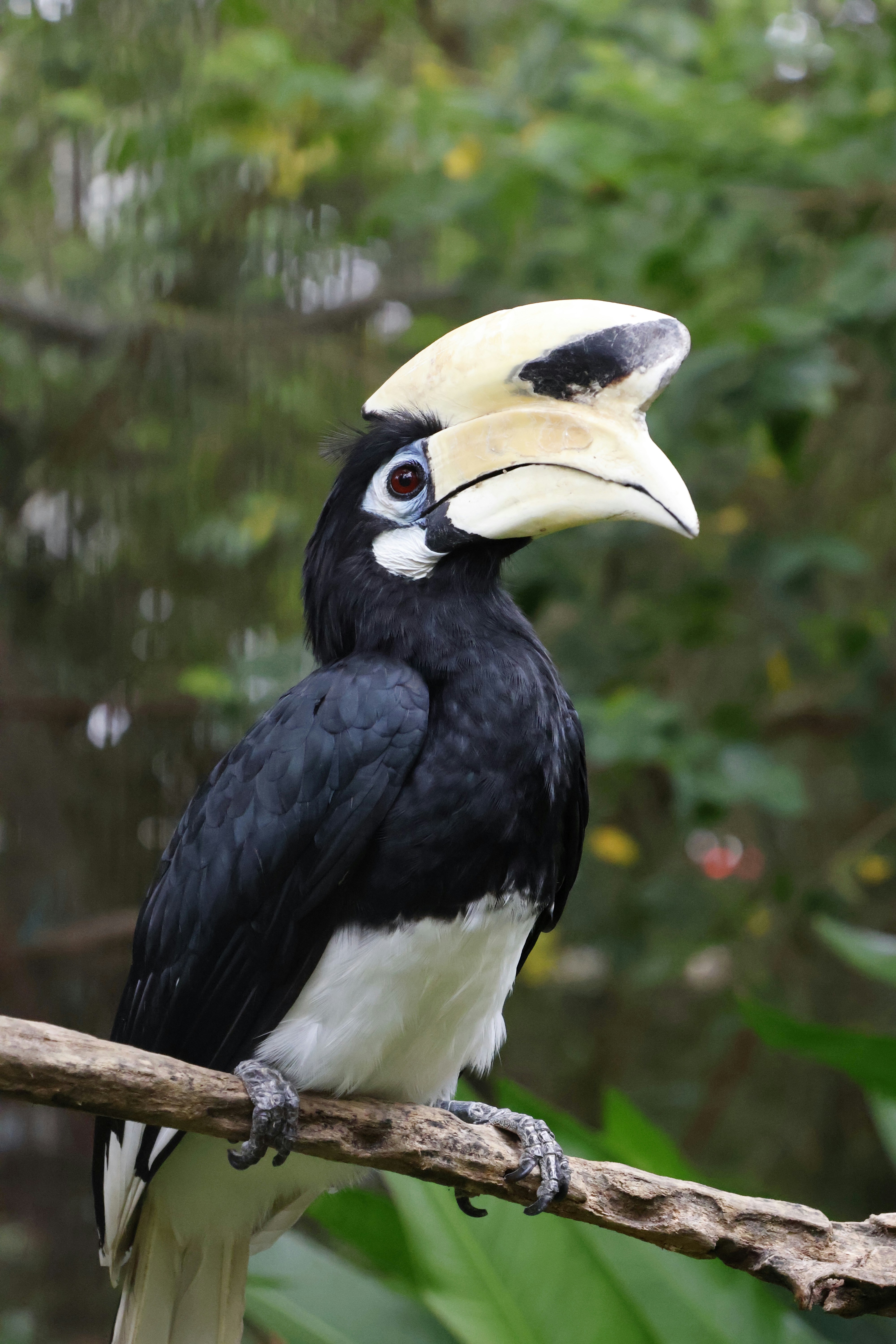 Sourthen Pied HornbillYou Le