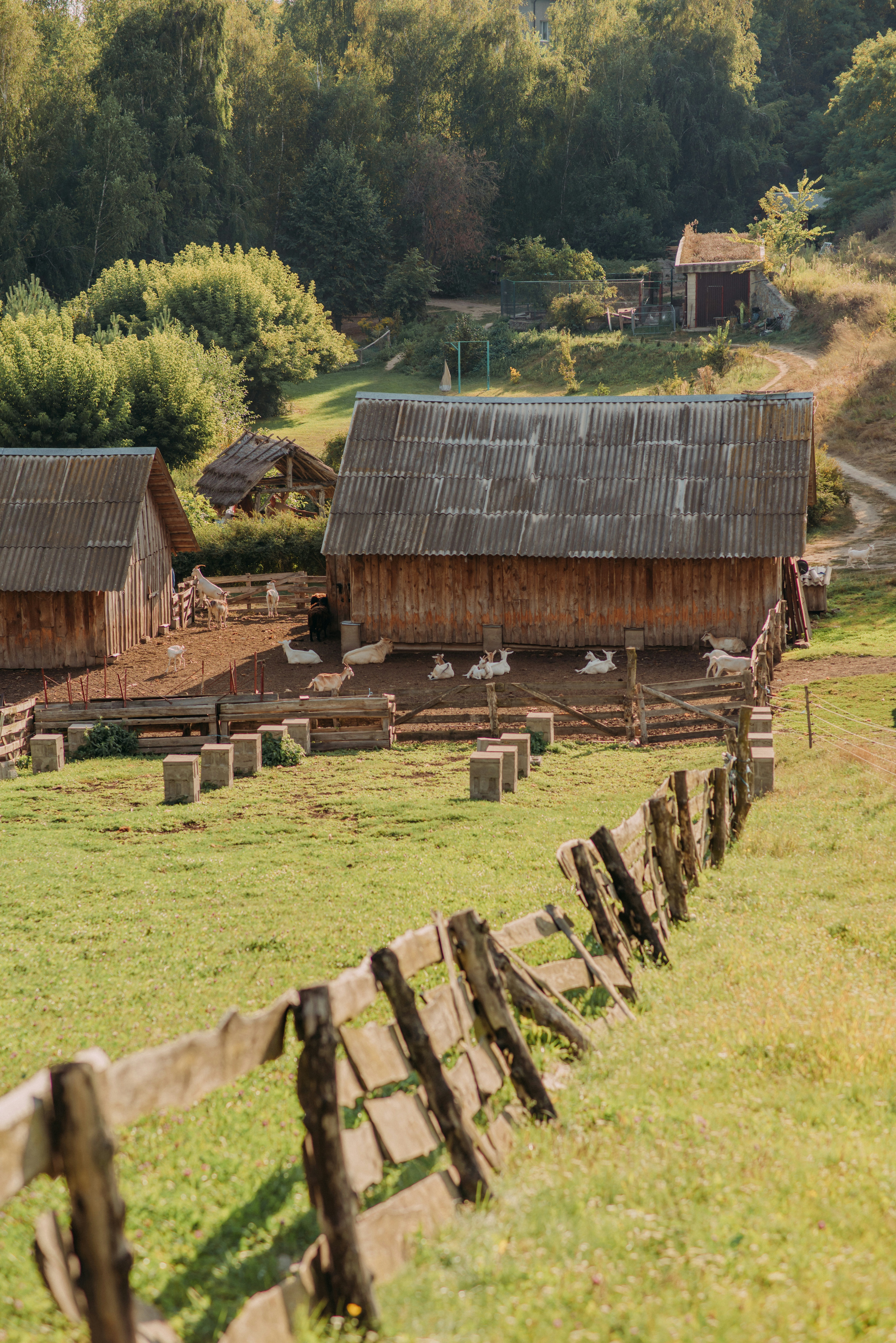 Sunny Farmyard with White Horses and Weathered Barns