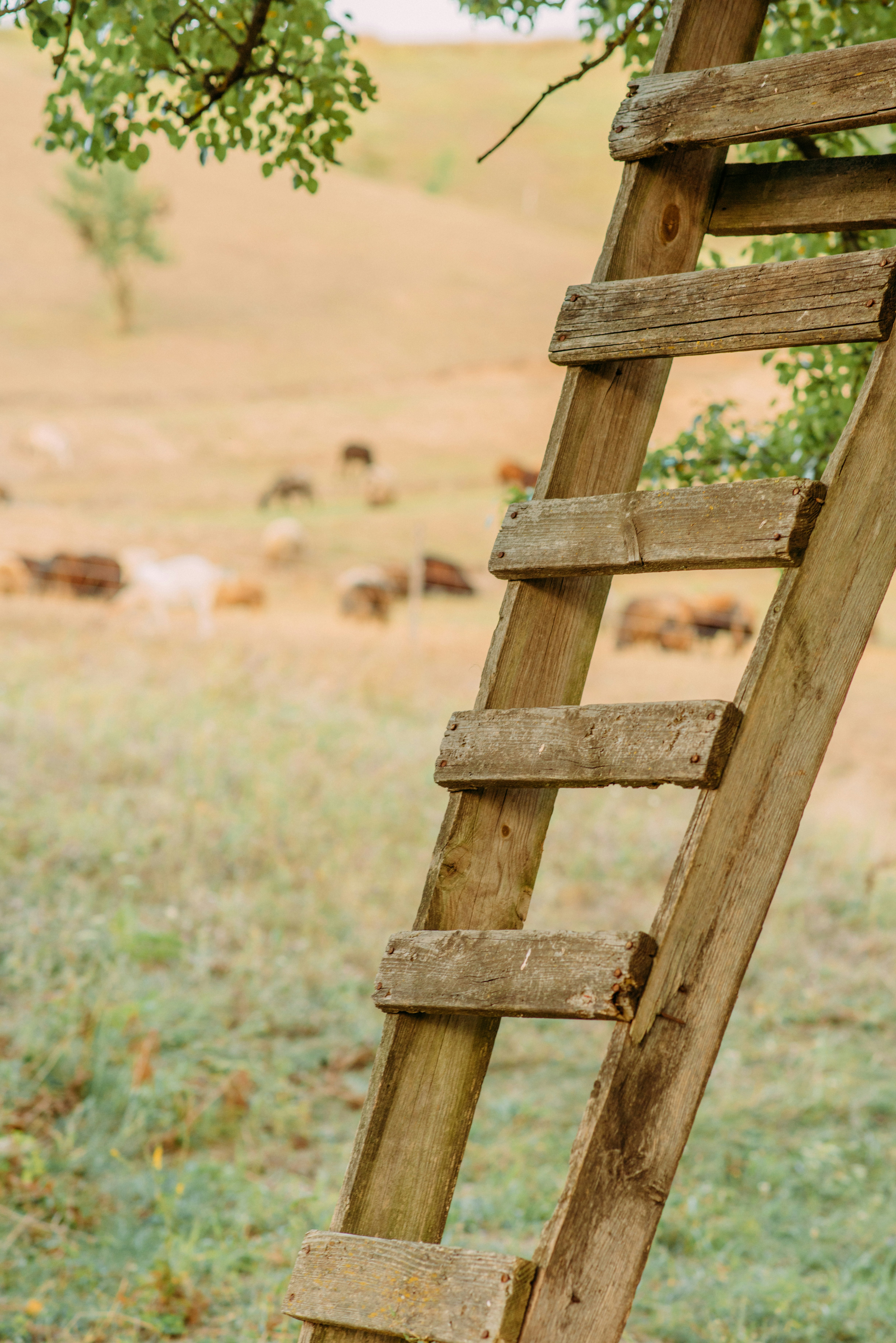 Weathered Ladder Reaching Toward Distant Pastures