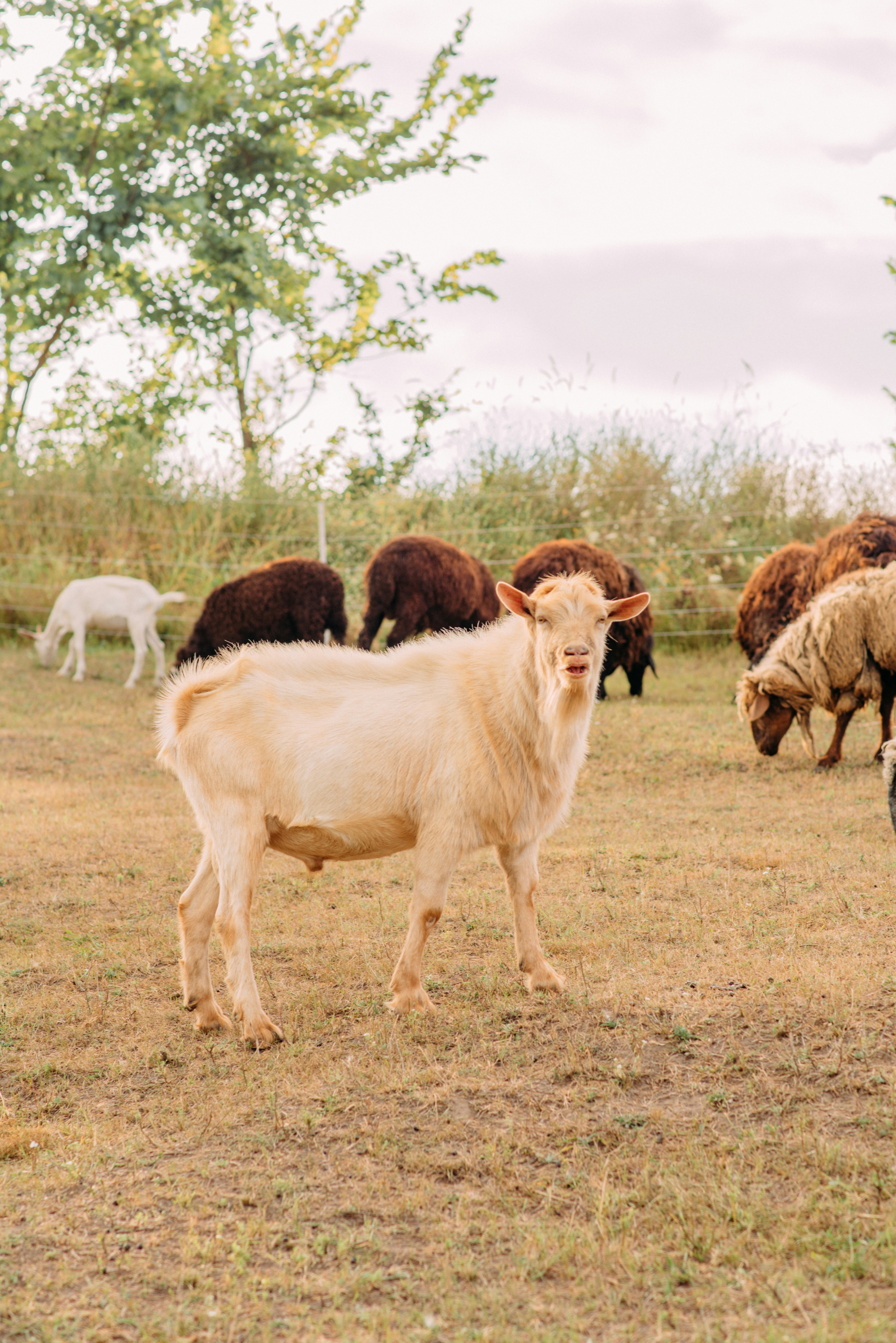 A group of animals stand in a field photo – Free Ukraine Image on Unsplash