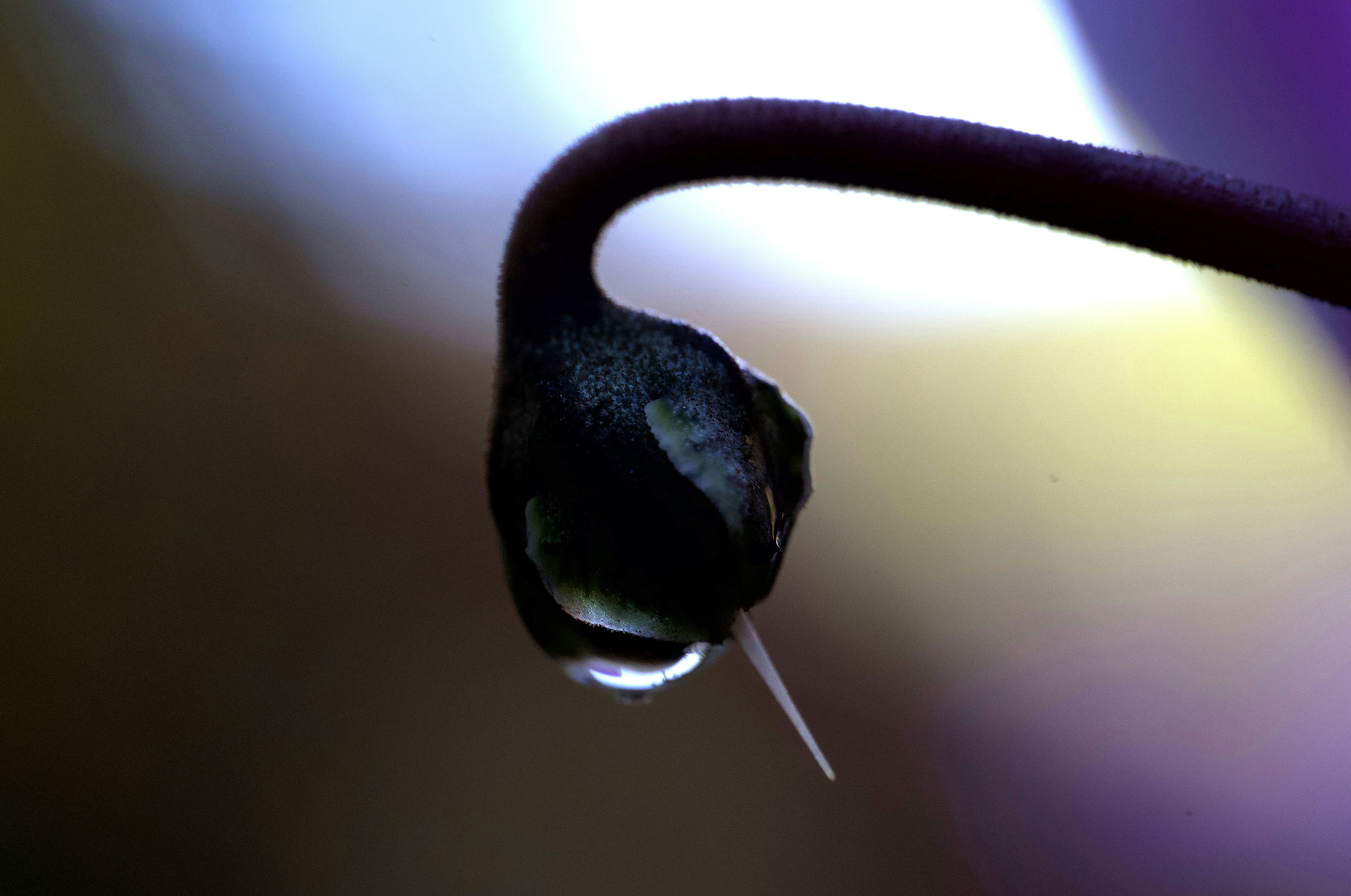 Dew Drop at the Bud's Edge in Velvet Bokeh