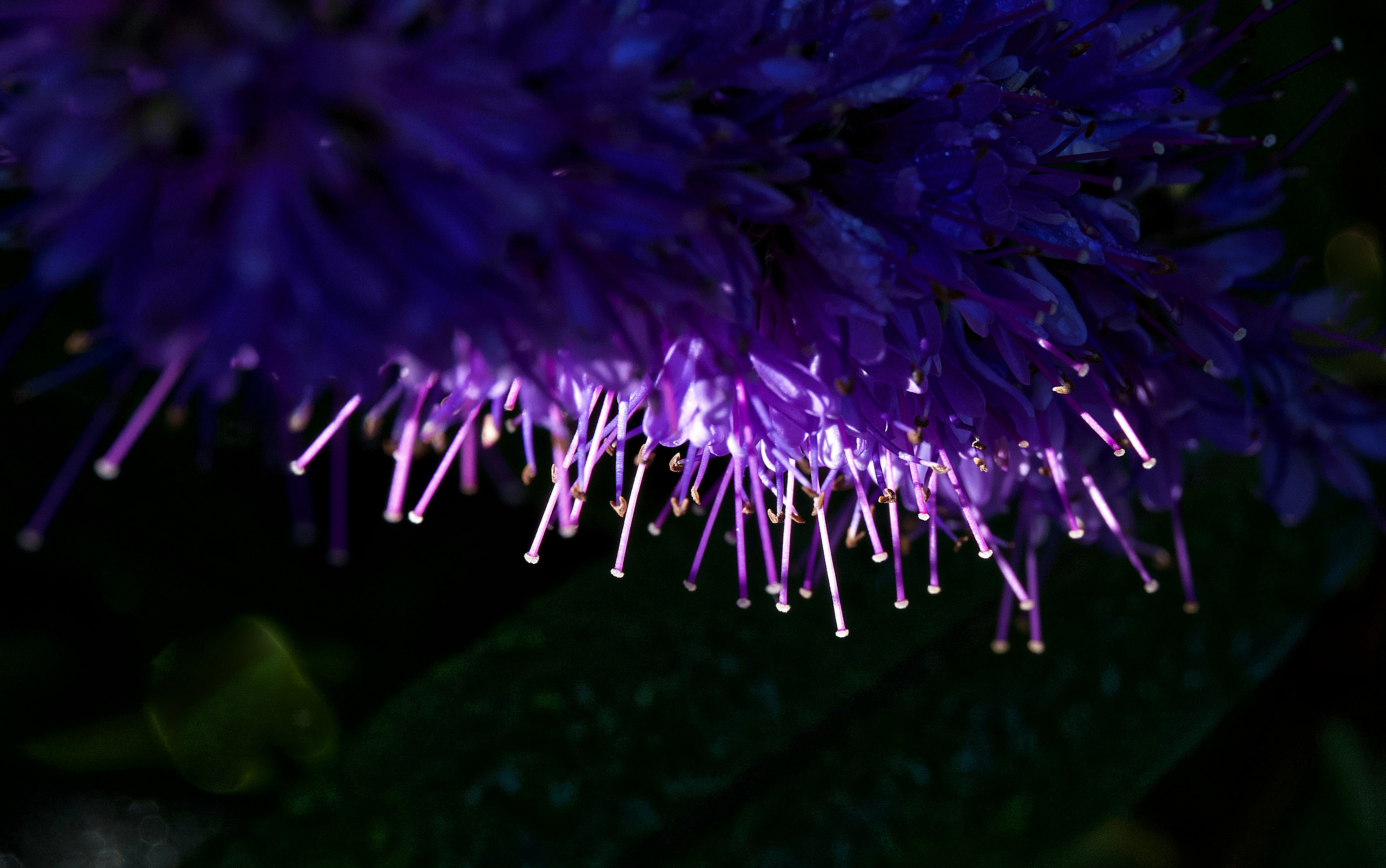 Stamen Crown: a Violet Bloom in Neon Shade