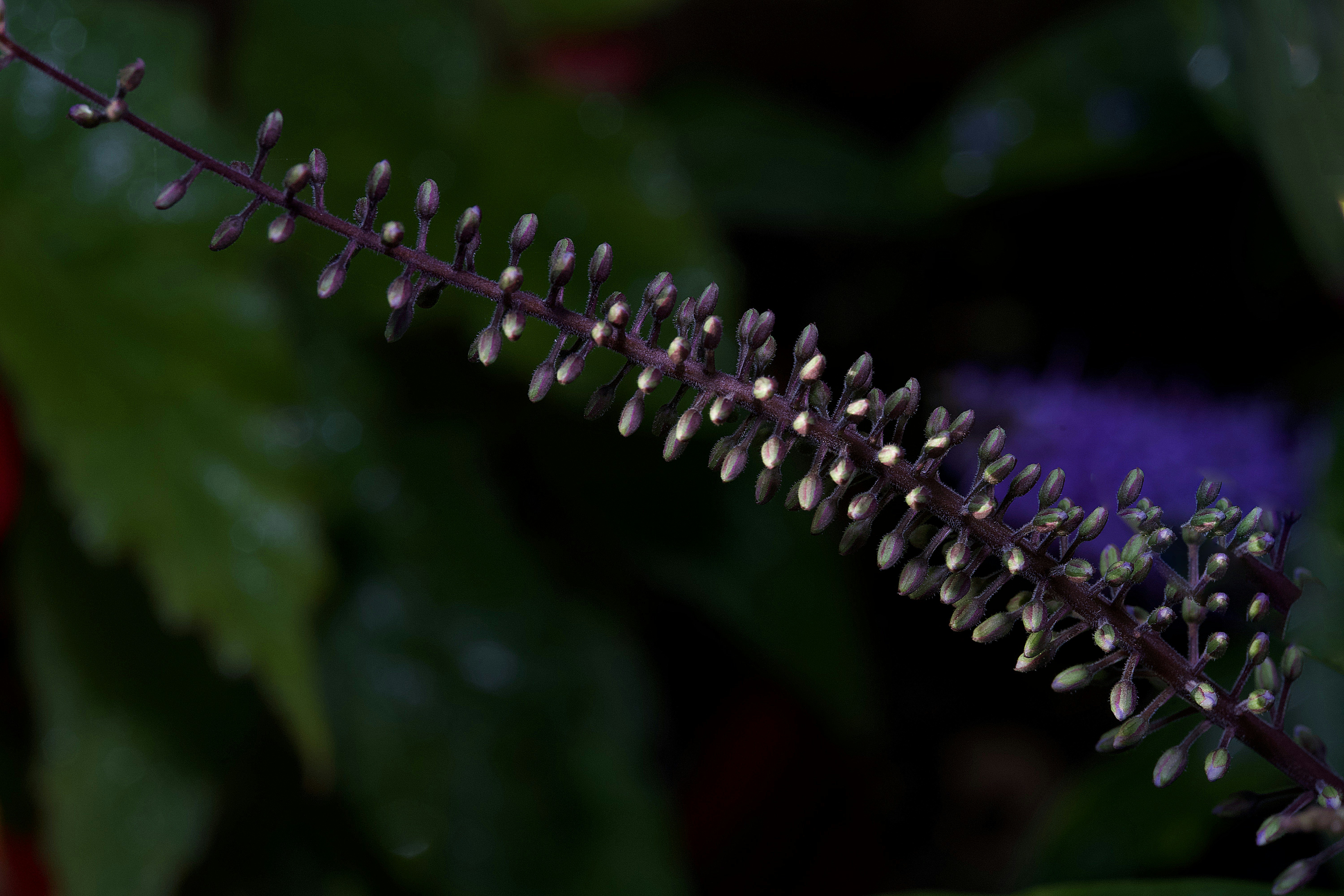 Beaded Purple: A Macro Portrait of a Diagonal Bud Chain