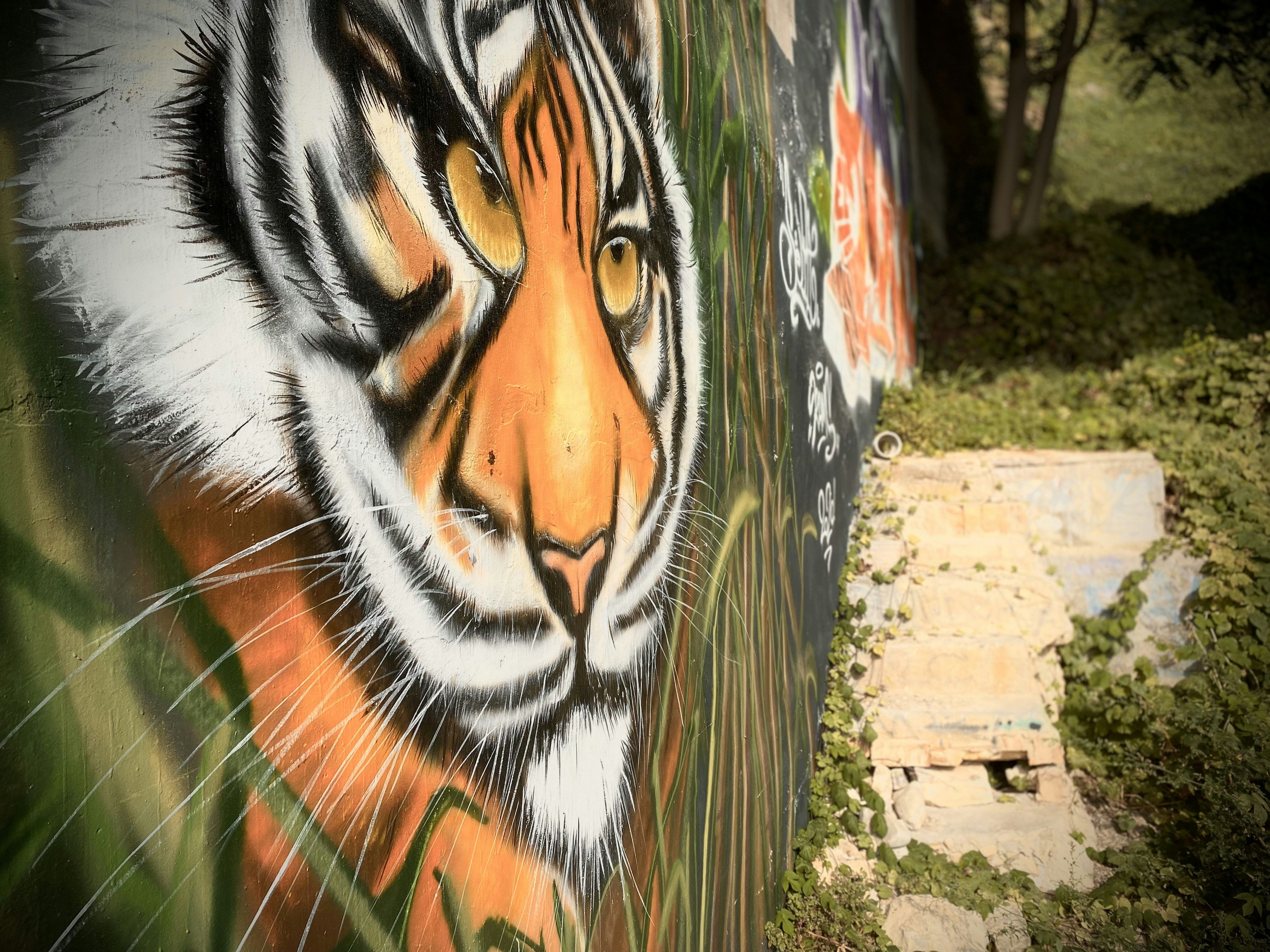 a tiger looking through a fence
