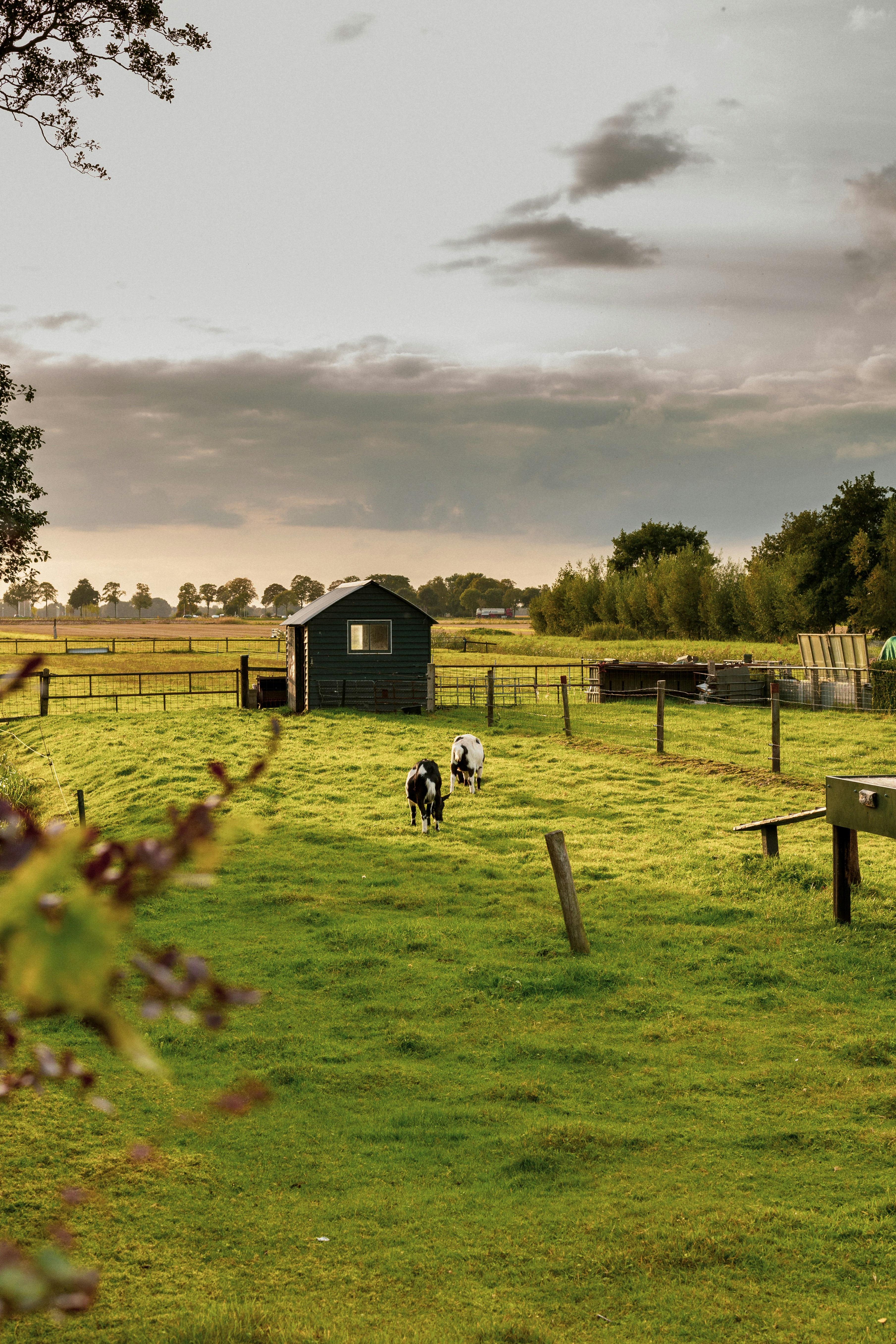 A group of animals stand in a grassy field photo – Free Nature Image on ...