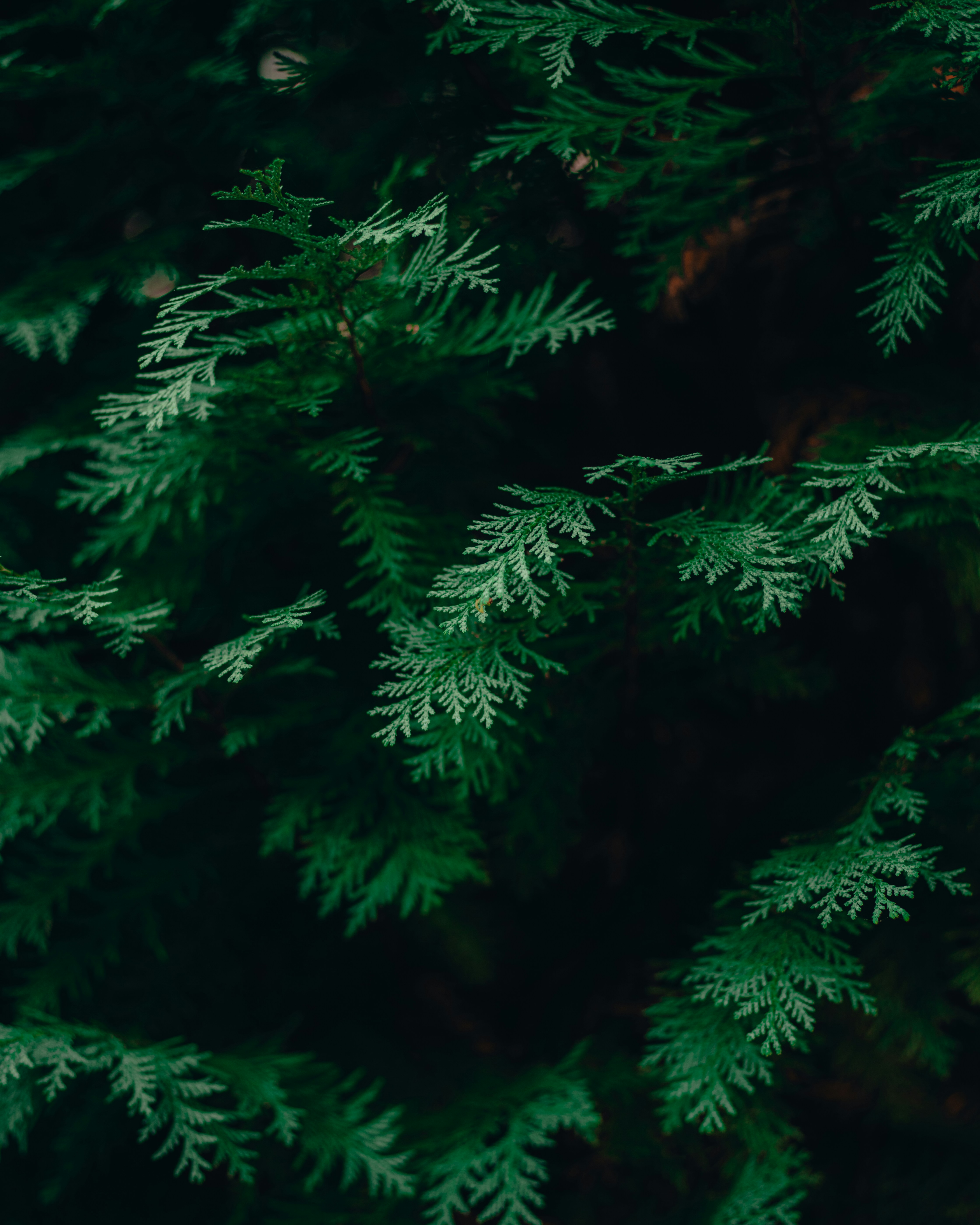 A close-up of some trees photo – Free Green Image on Unsplash