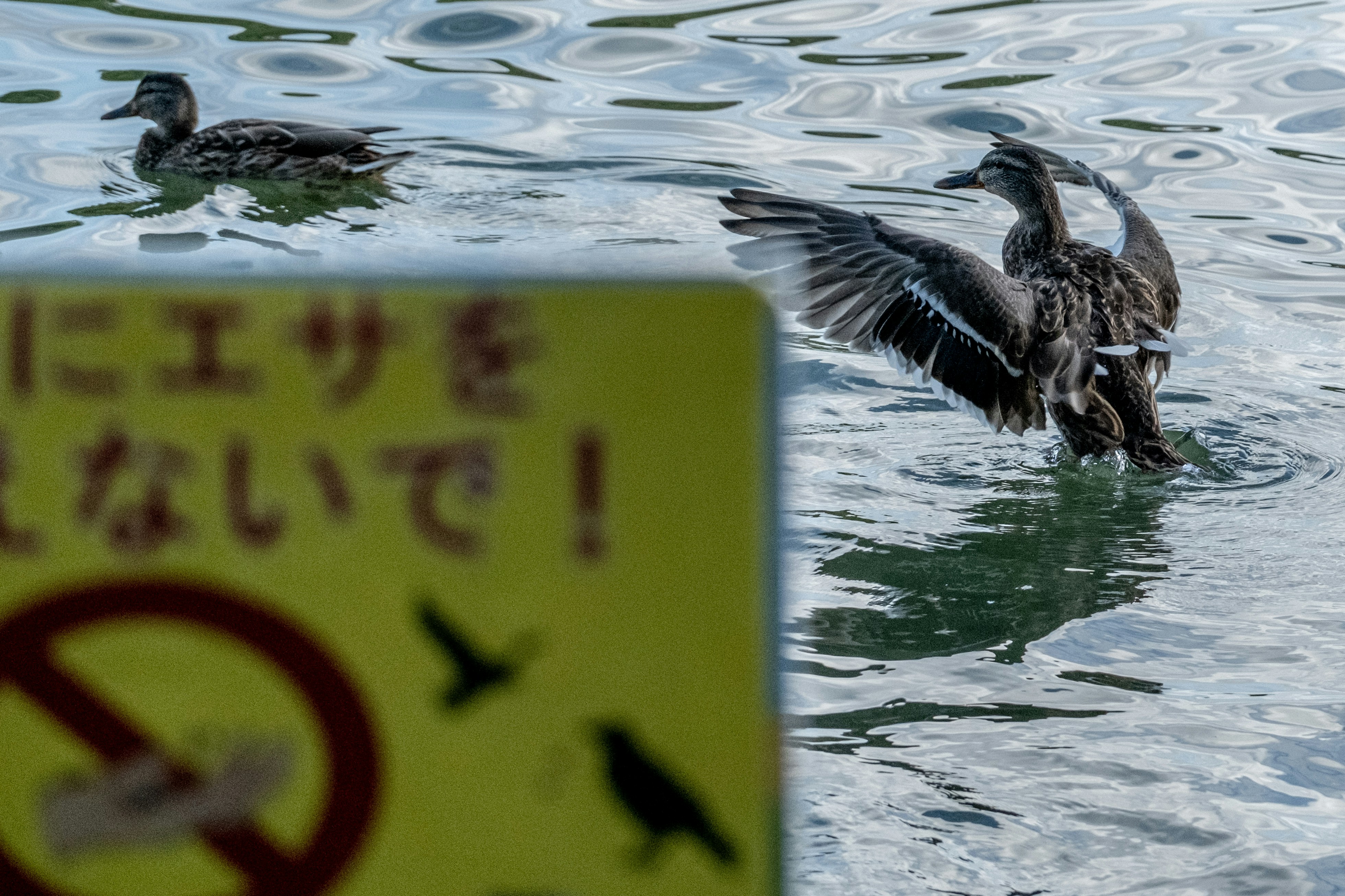 Wingbeat at the Riverside: A Duck Takes Off beside a Blurred Yellow Warning Sign