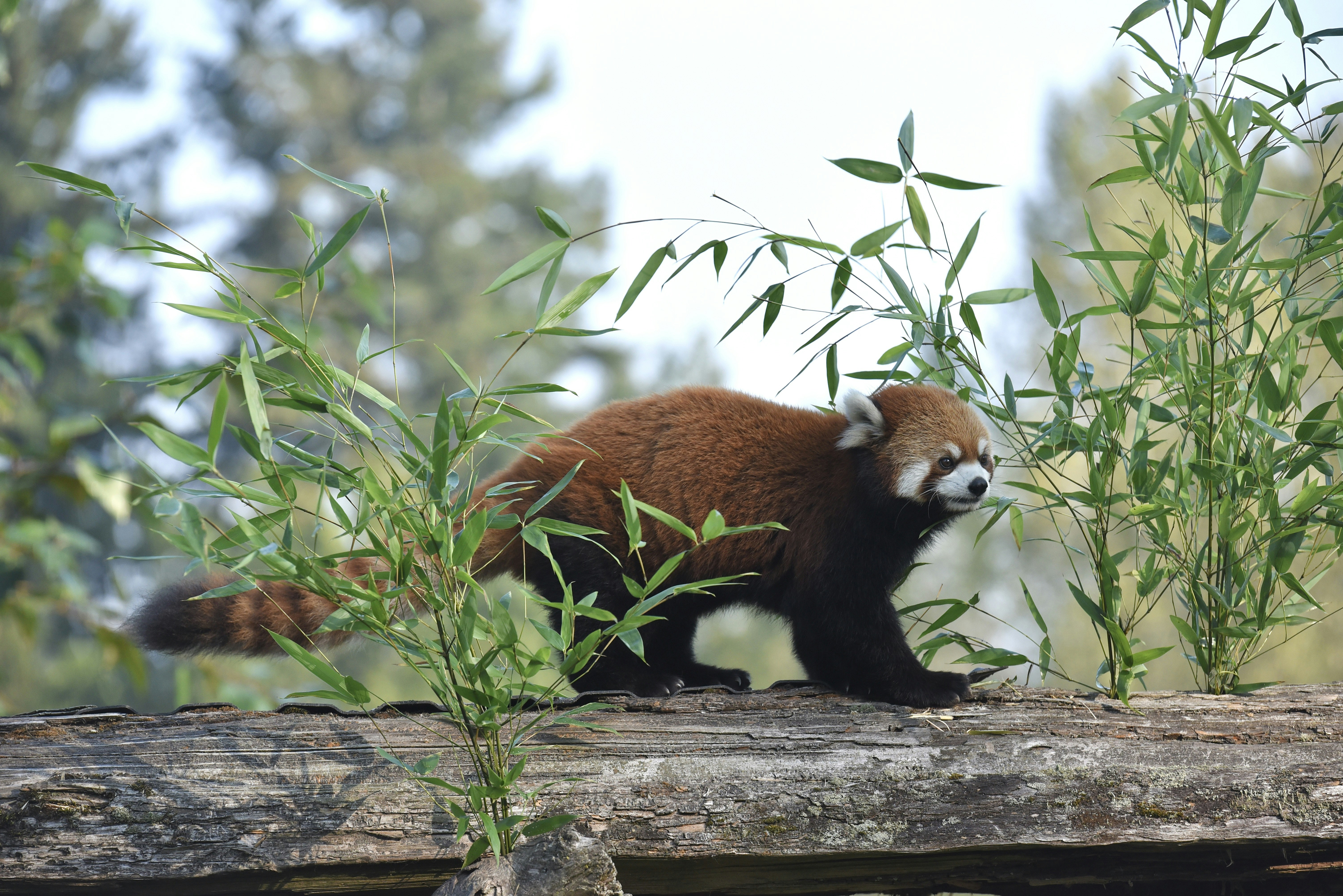Red Panda on a Weathered Log Among Fresh Bamboo