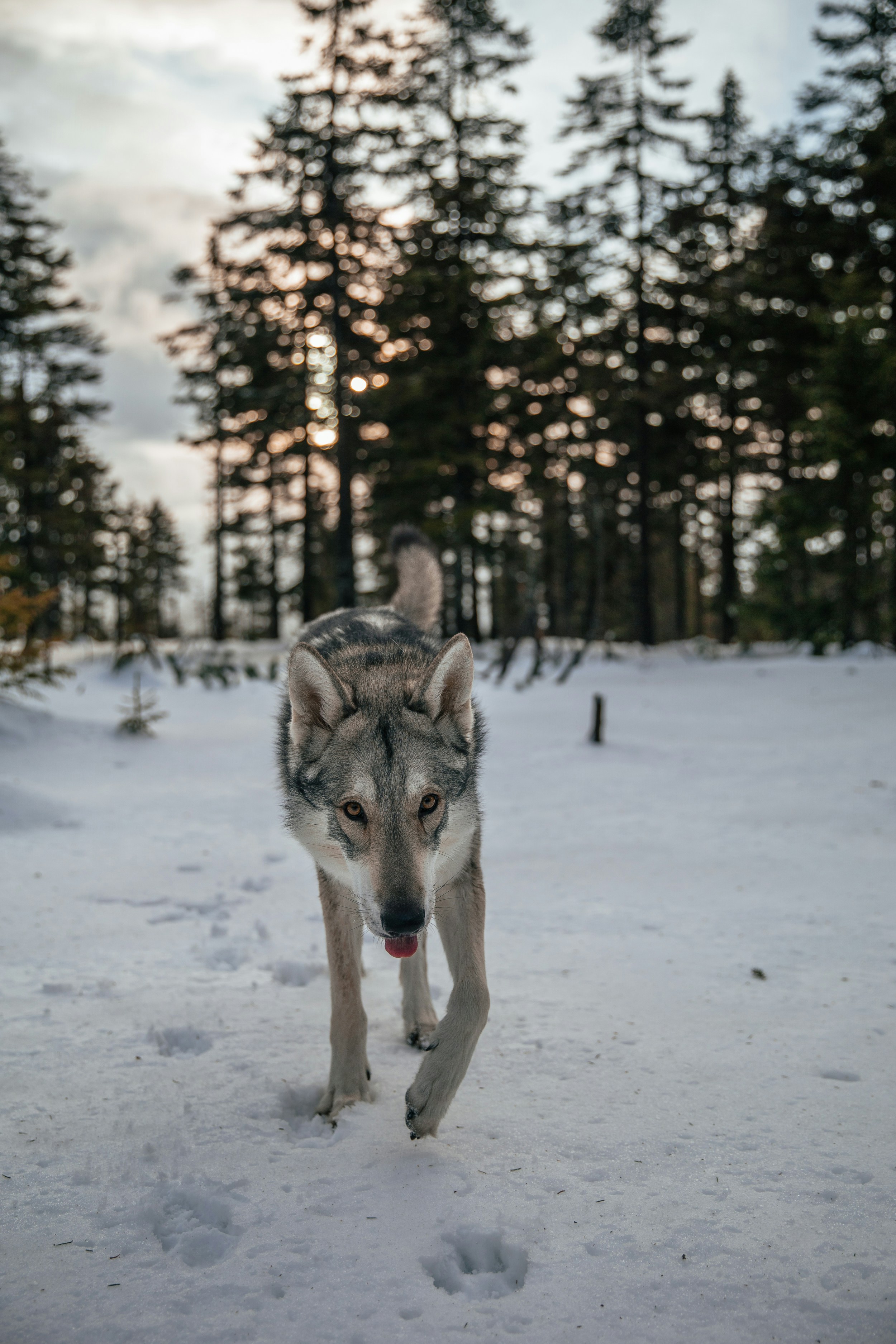 A wolf running in the snow photo – Free Dog Image on Unsplash