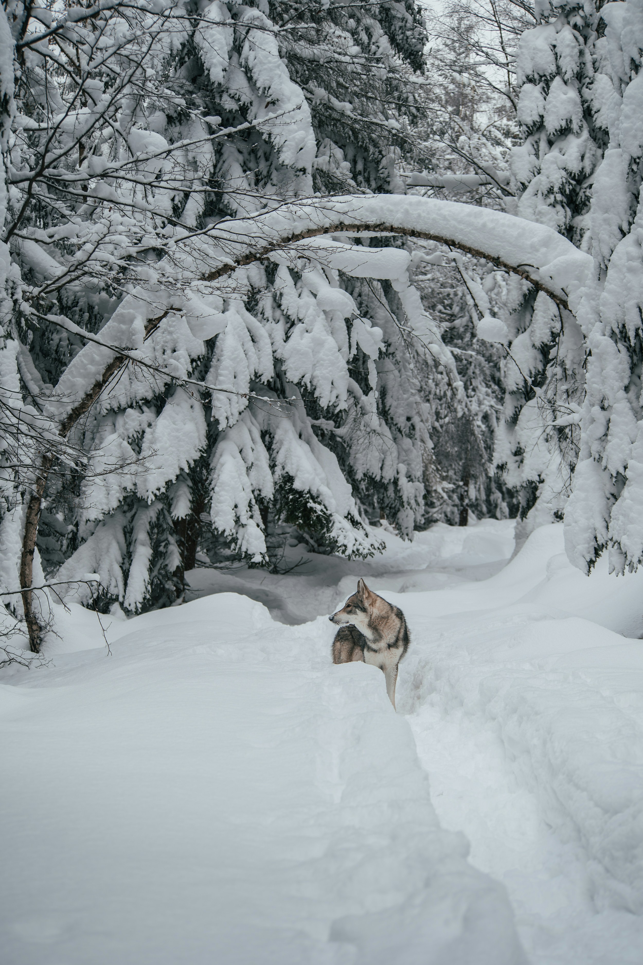 10 Things You Didn not Know Wolves Do in Winter - Animals Around The Globe