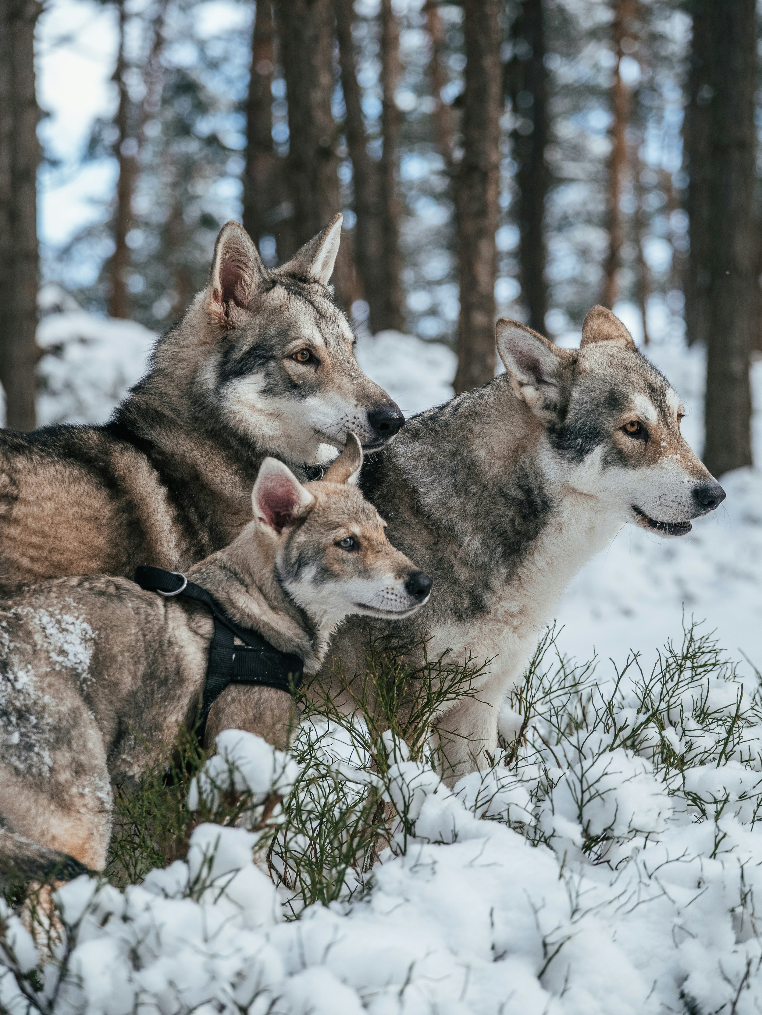 A group of dogs in the snow photo – Free Czech republic Image on Unsplash