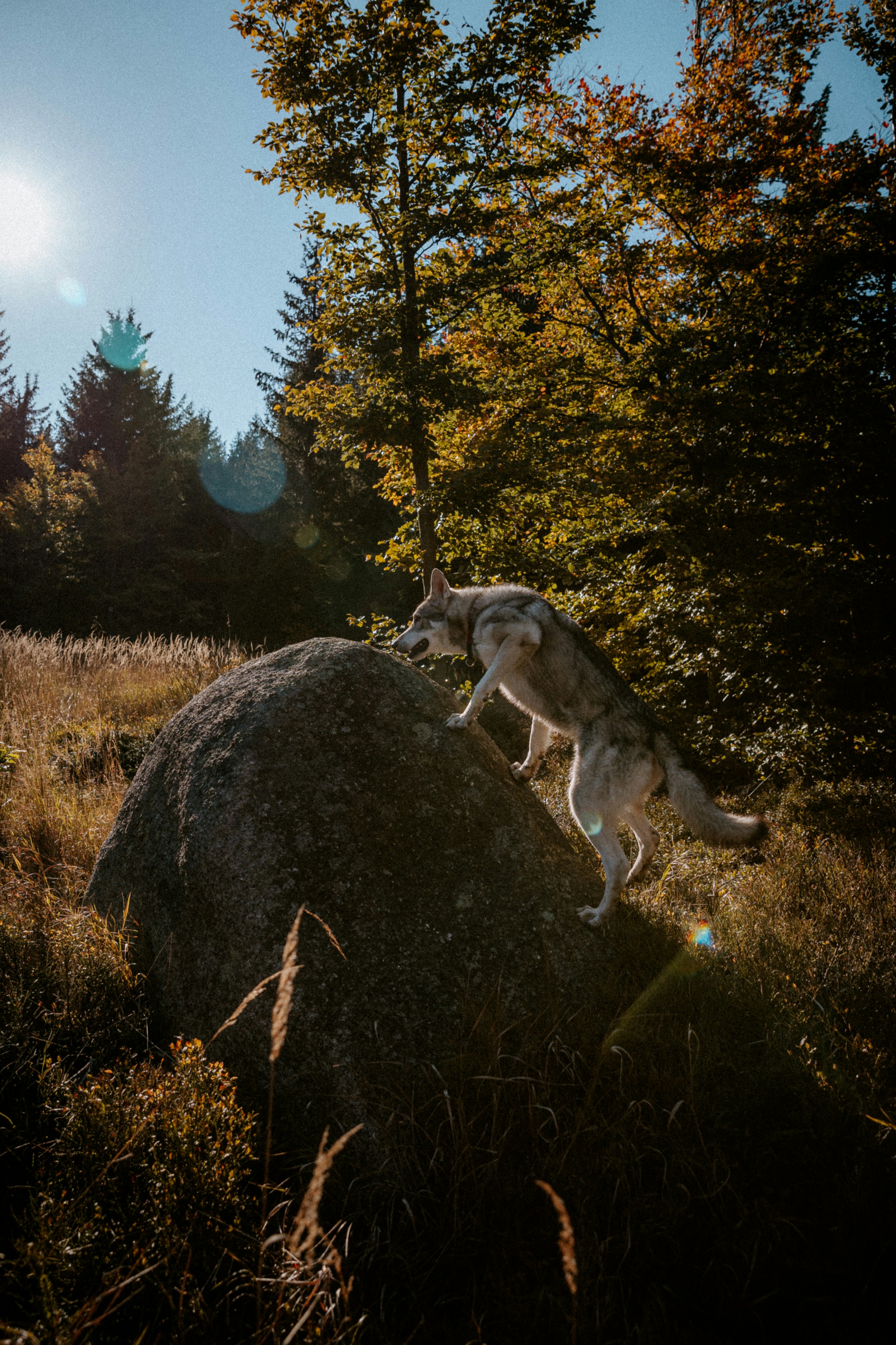 Wolf clibing a rock