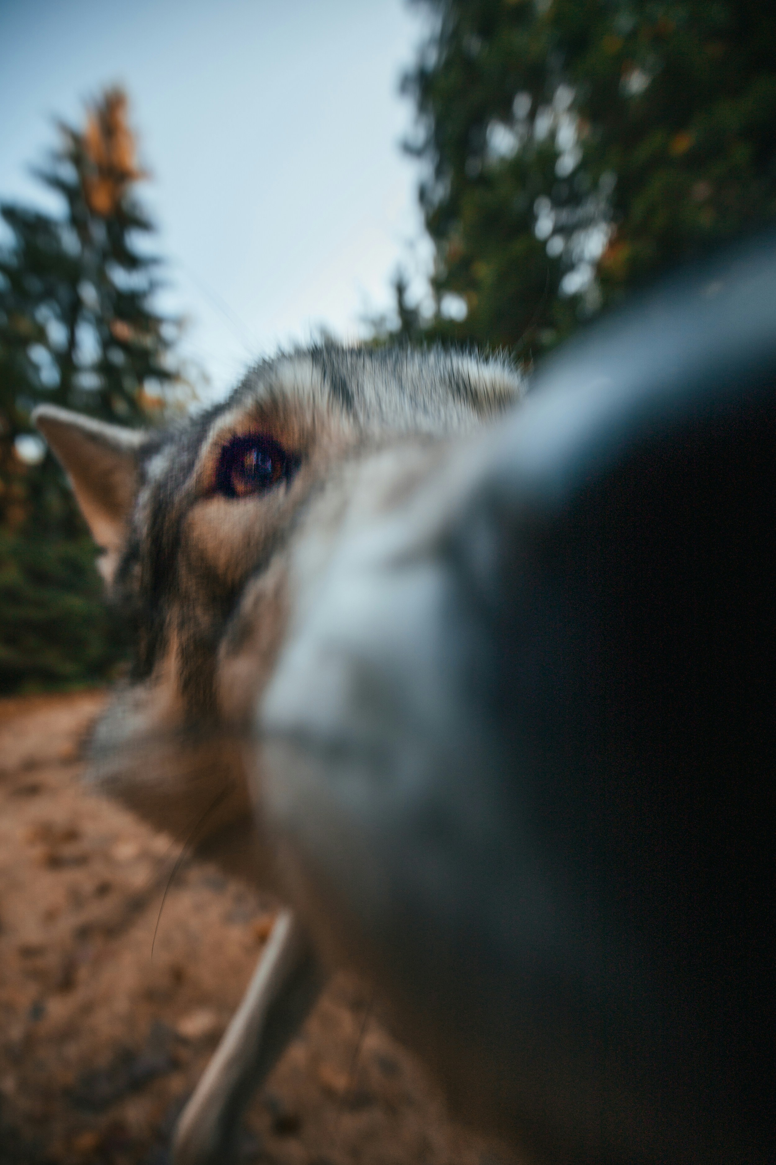 Dreamy wolf's eye