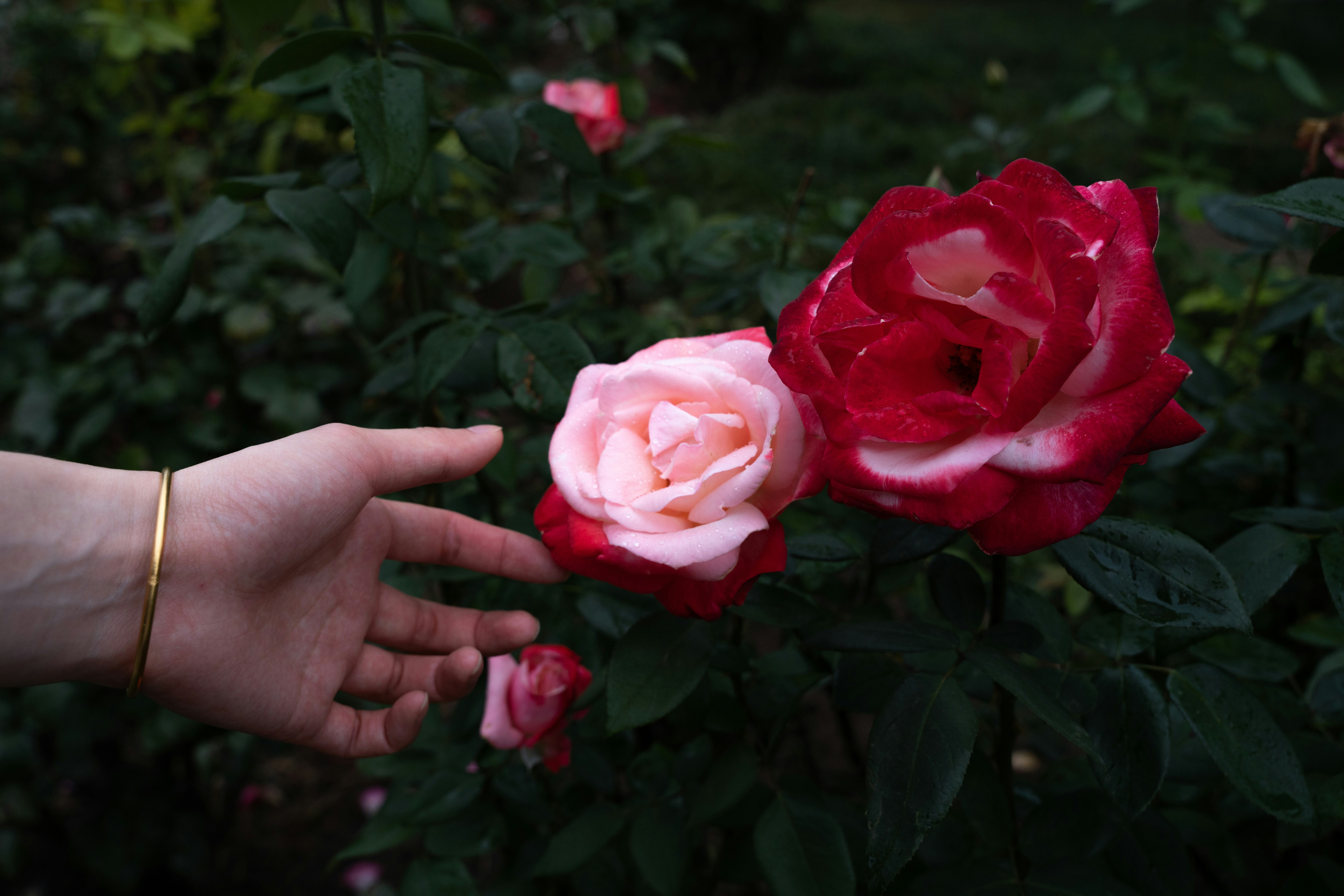 Two-Toned Bloom at Hand's Reach