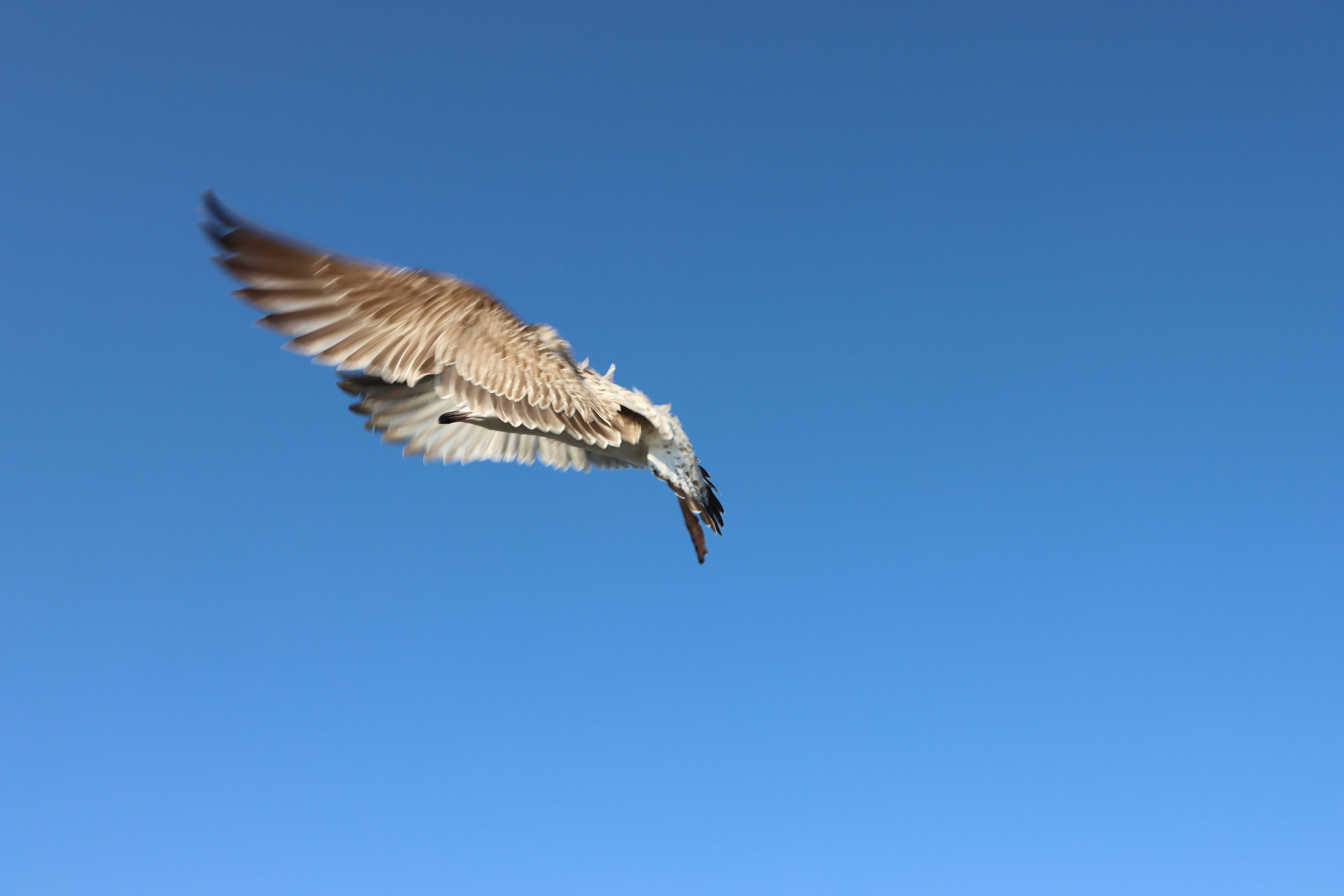 Azure Glide: A raptor carving the cobalt sky