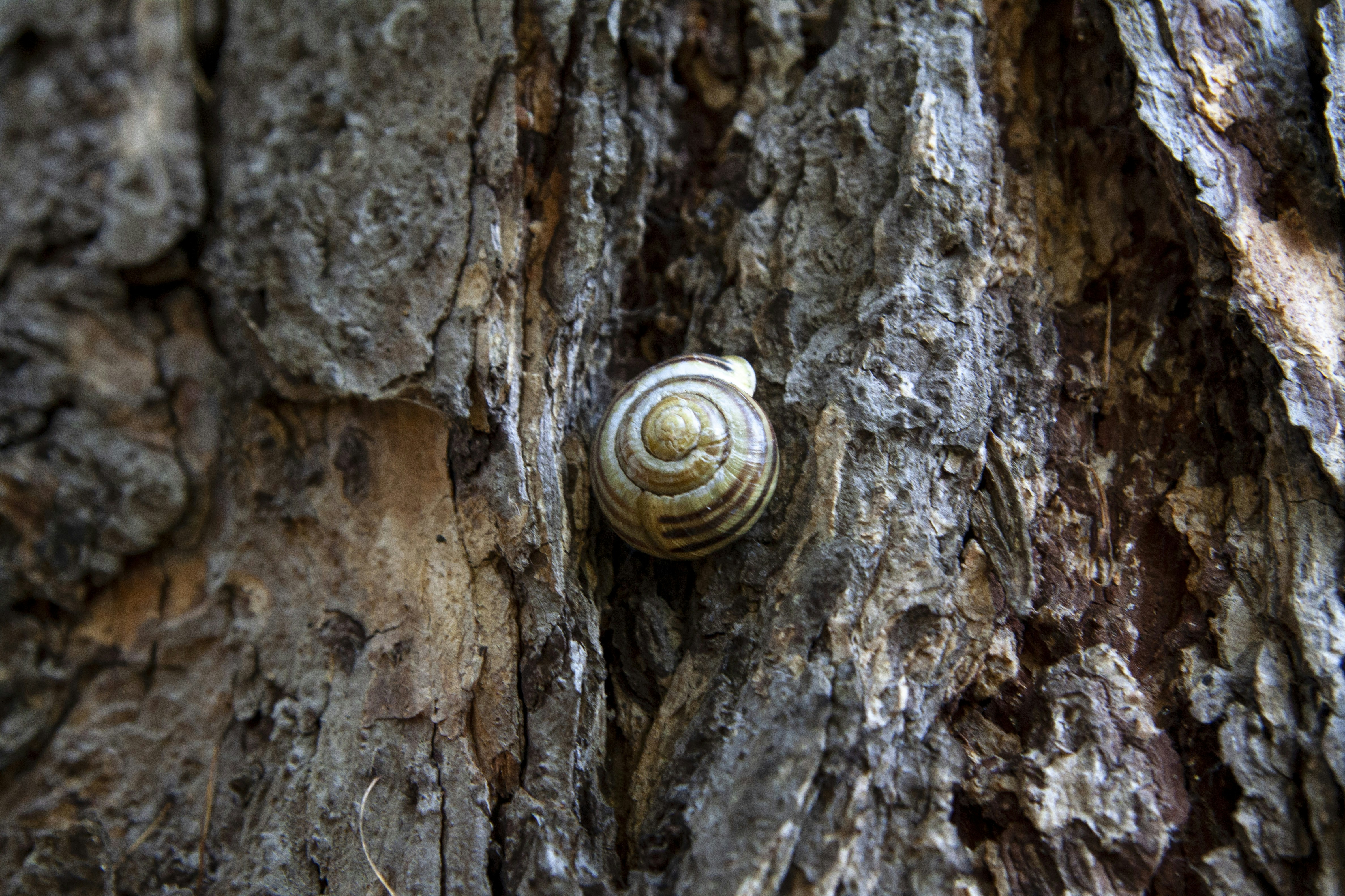 Foto Un caracol en un árbol – Imagen Caracol gratis en Unsplash