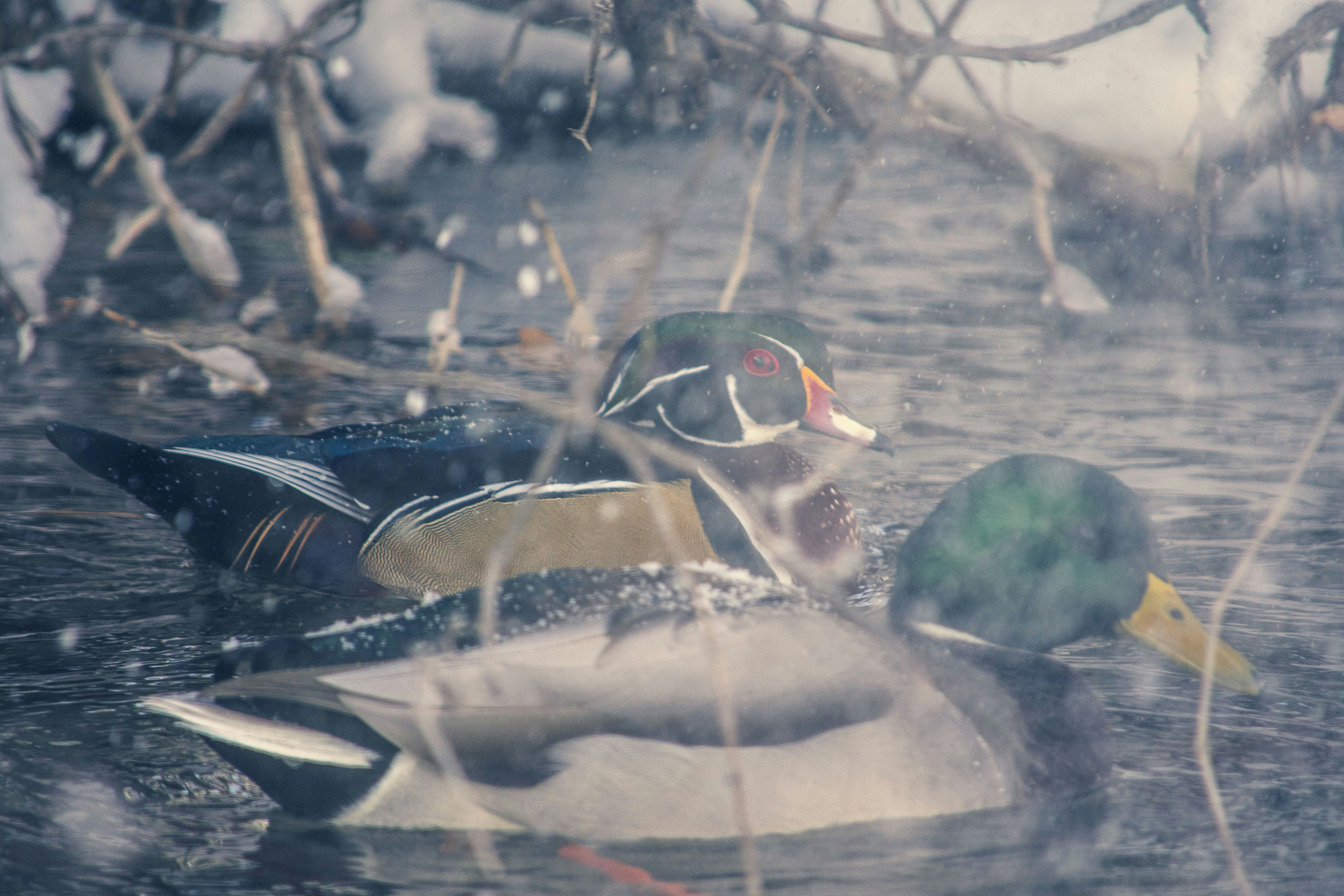 Emerald Heads on a Misty Pond: Mallard Encounter