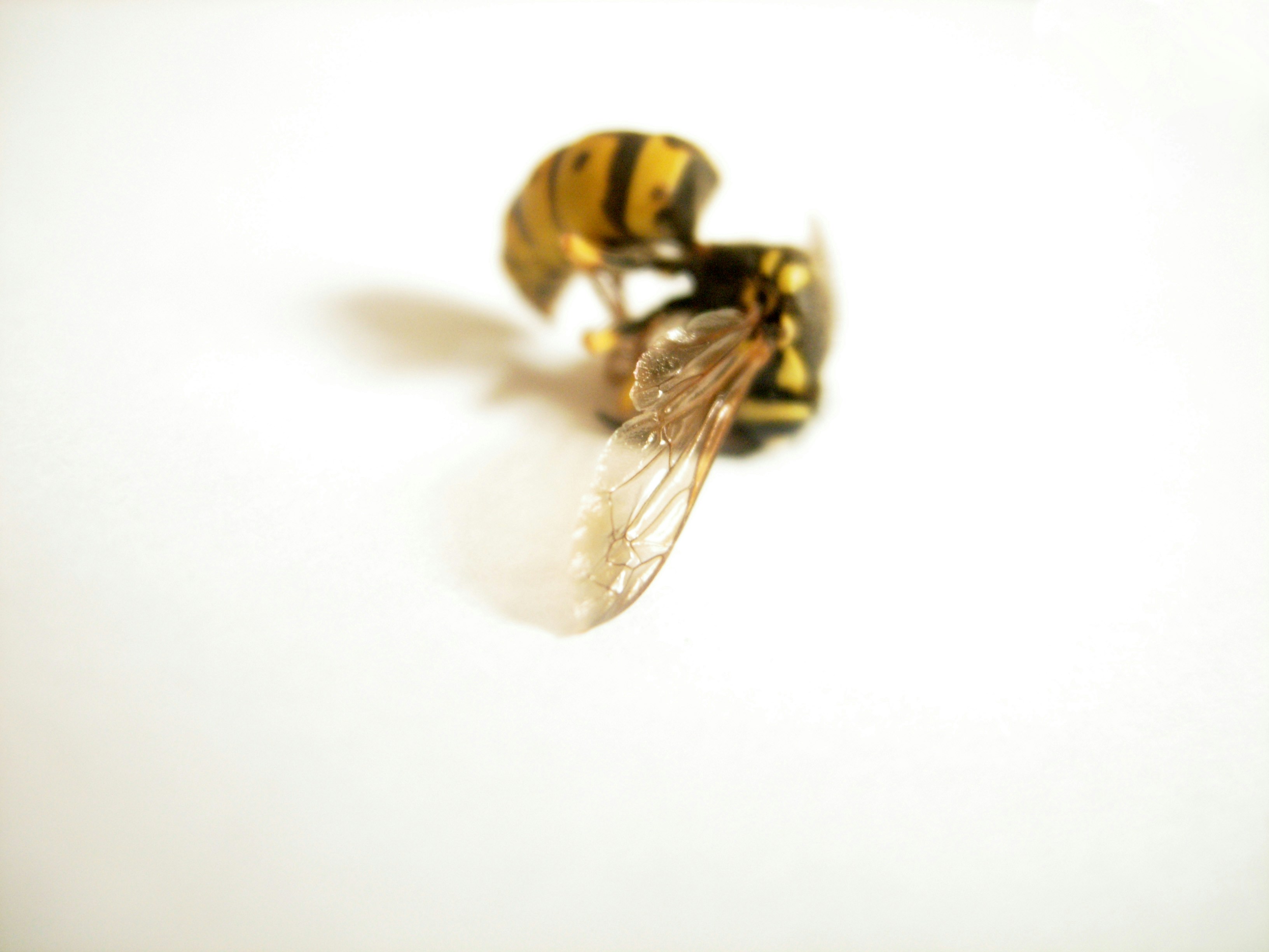 I took this photo from a dead wasp in 2009. this is the highest quality photo I could find in my old archives. Hope you like it, maybe you want to use it in your projects.