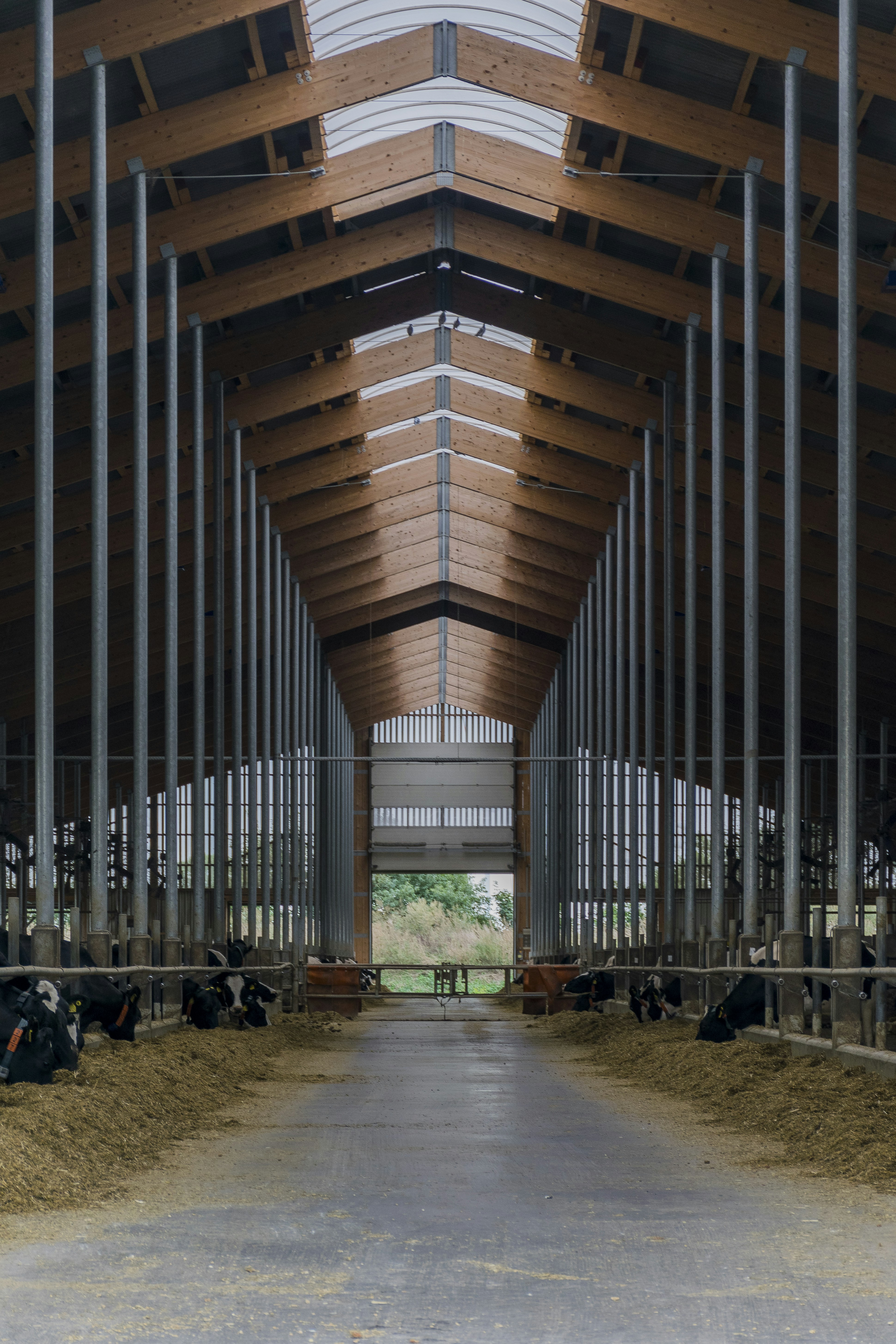 Timber Cathedral: Symmetry in a Sunlit Barn Aisle