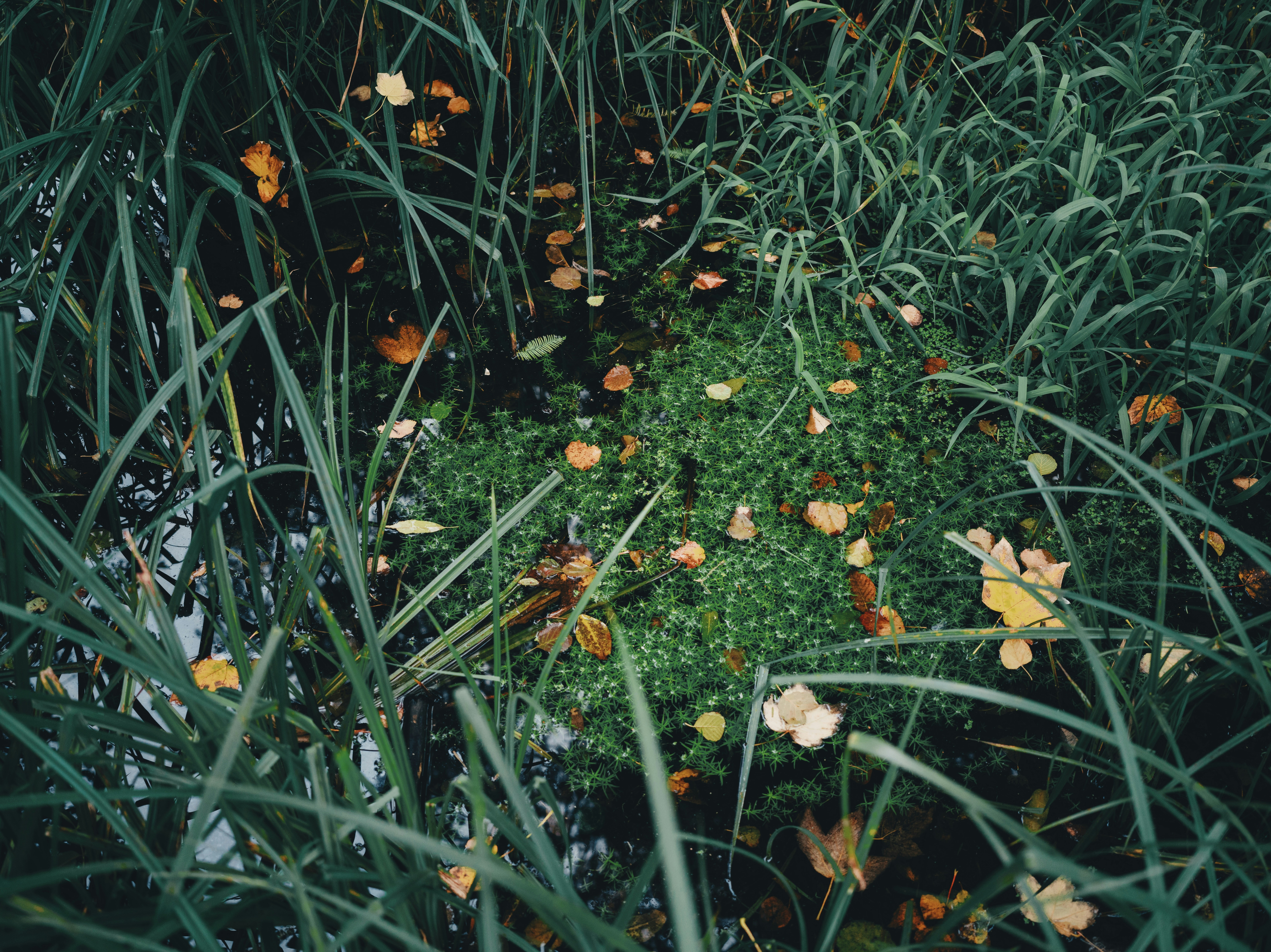 Photo by Egor Komarov with Hasselblad X1D II 50C