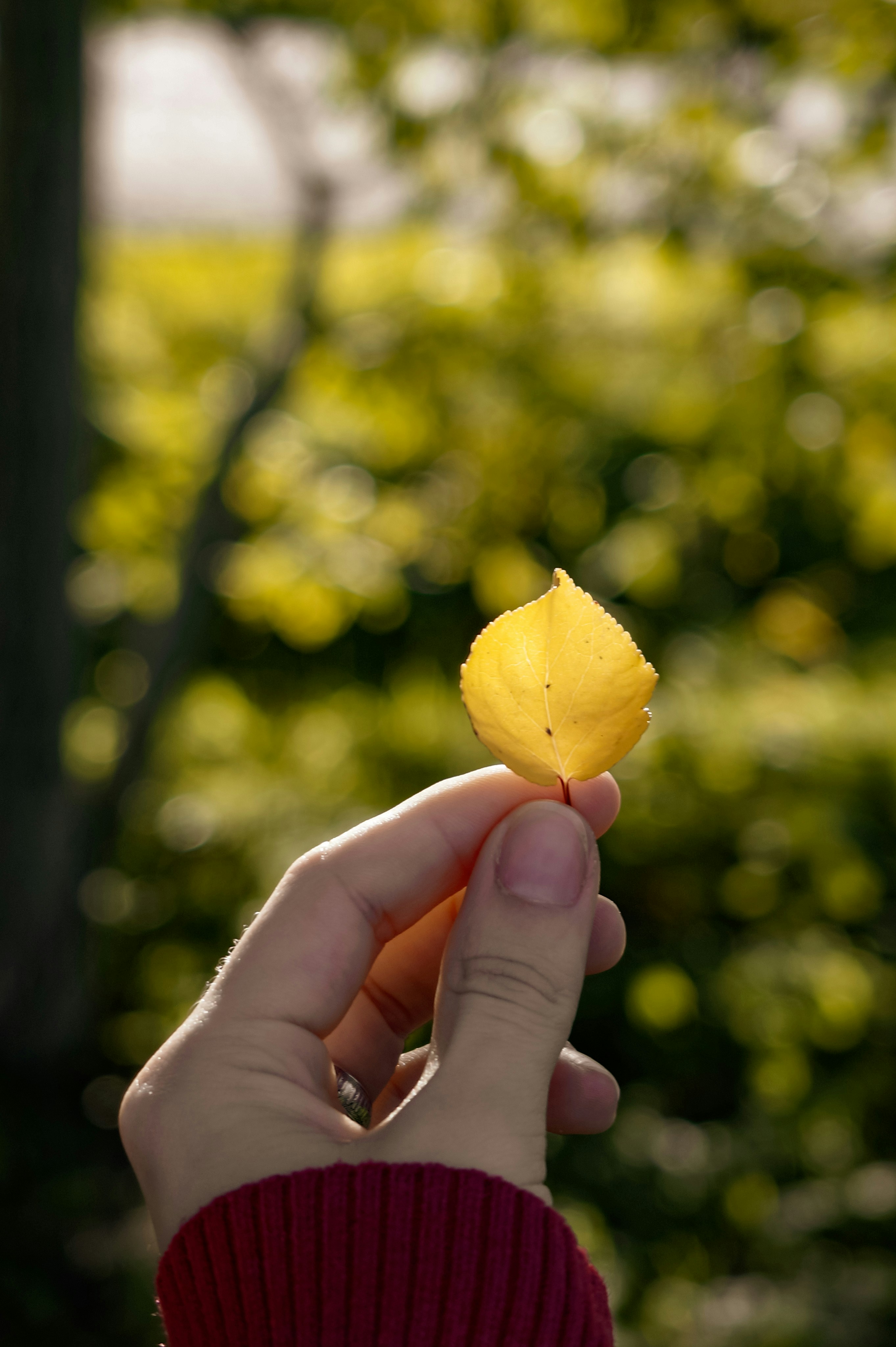 A hand holds a vibrant yellow leaf, sharply contrasted against a blurred background of green foliage. The image captures the essence of autumn's transition.
